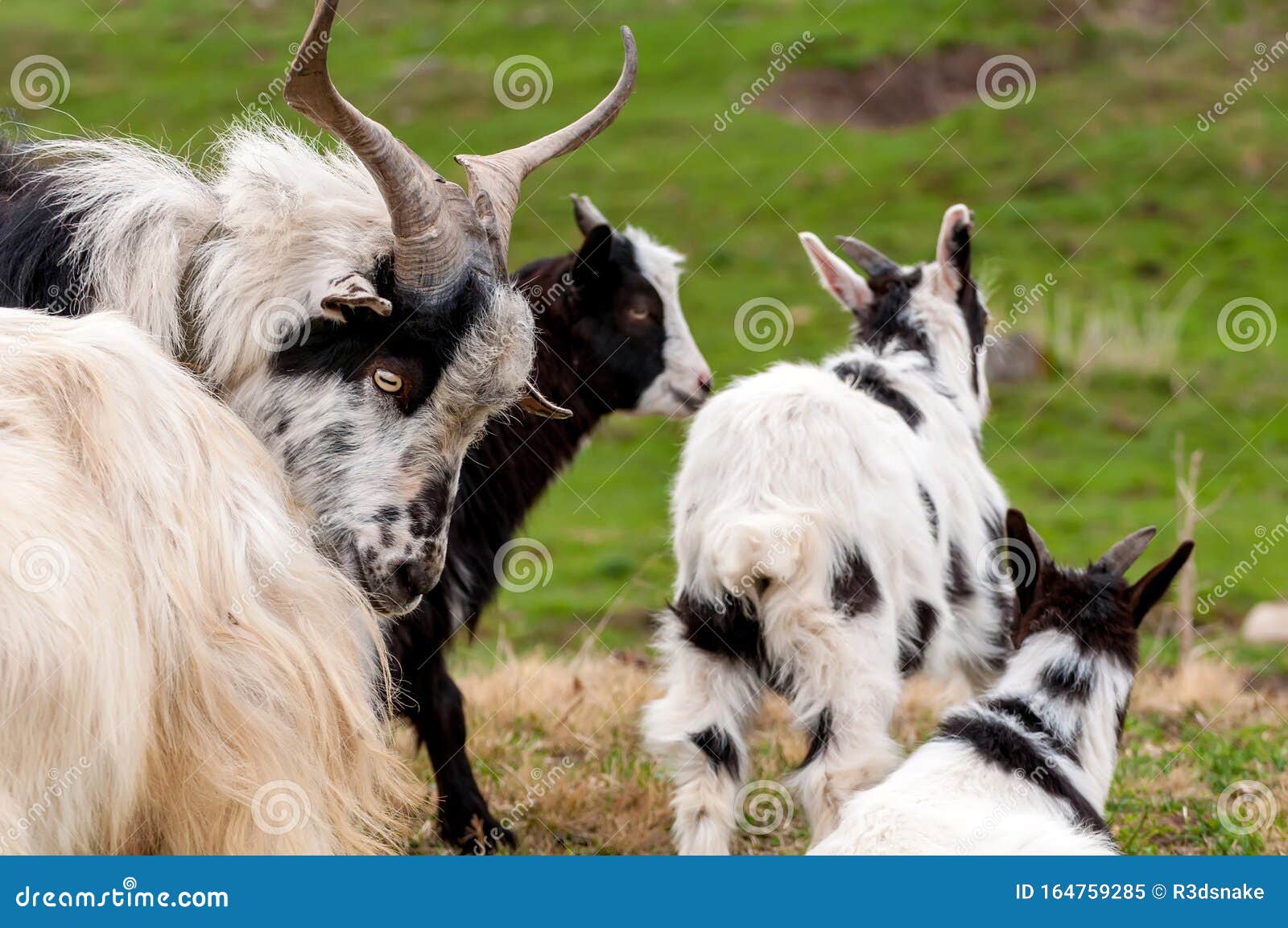View on a Goat Flock Standing on the Fields Stock Image - Image of herd ...