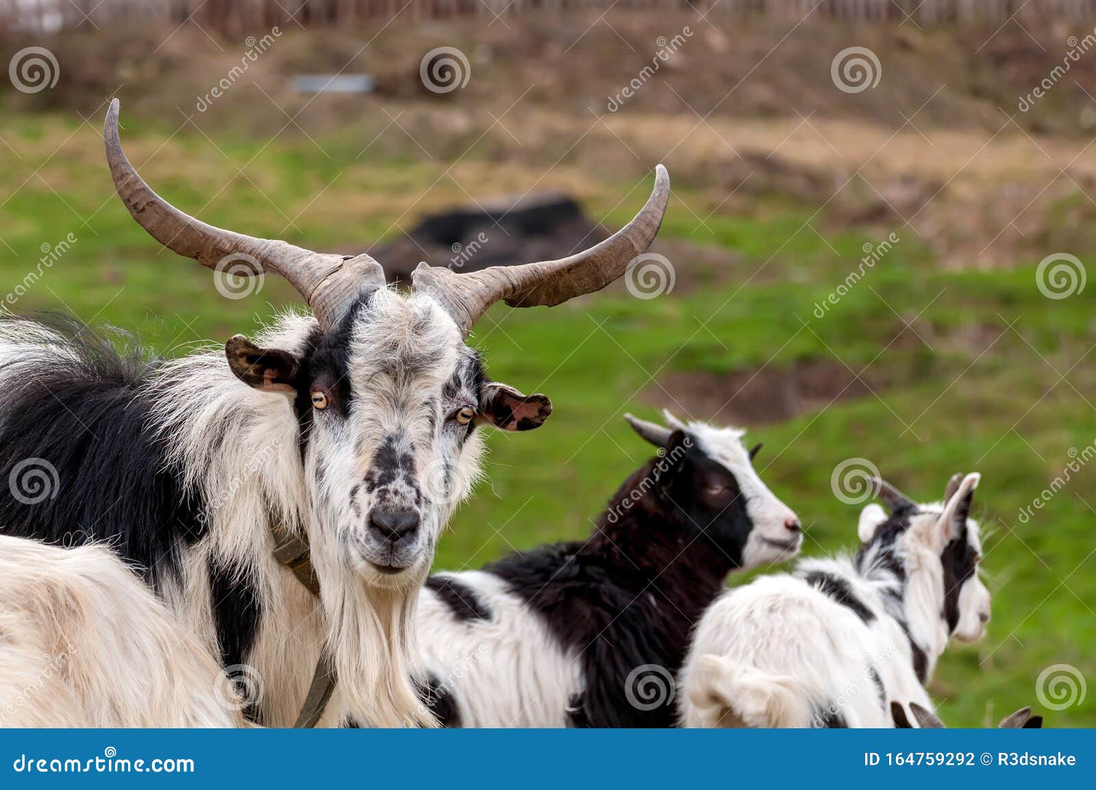 View on a Goat Flock Standing on the Fields Stock Photo - Image of ...