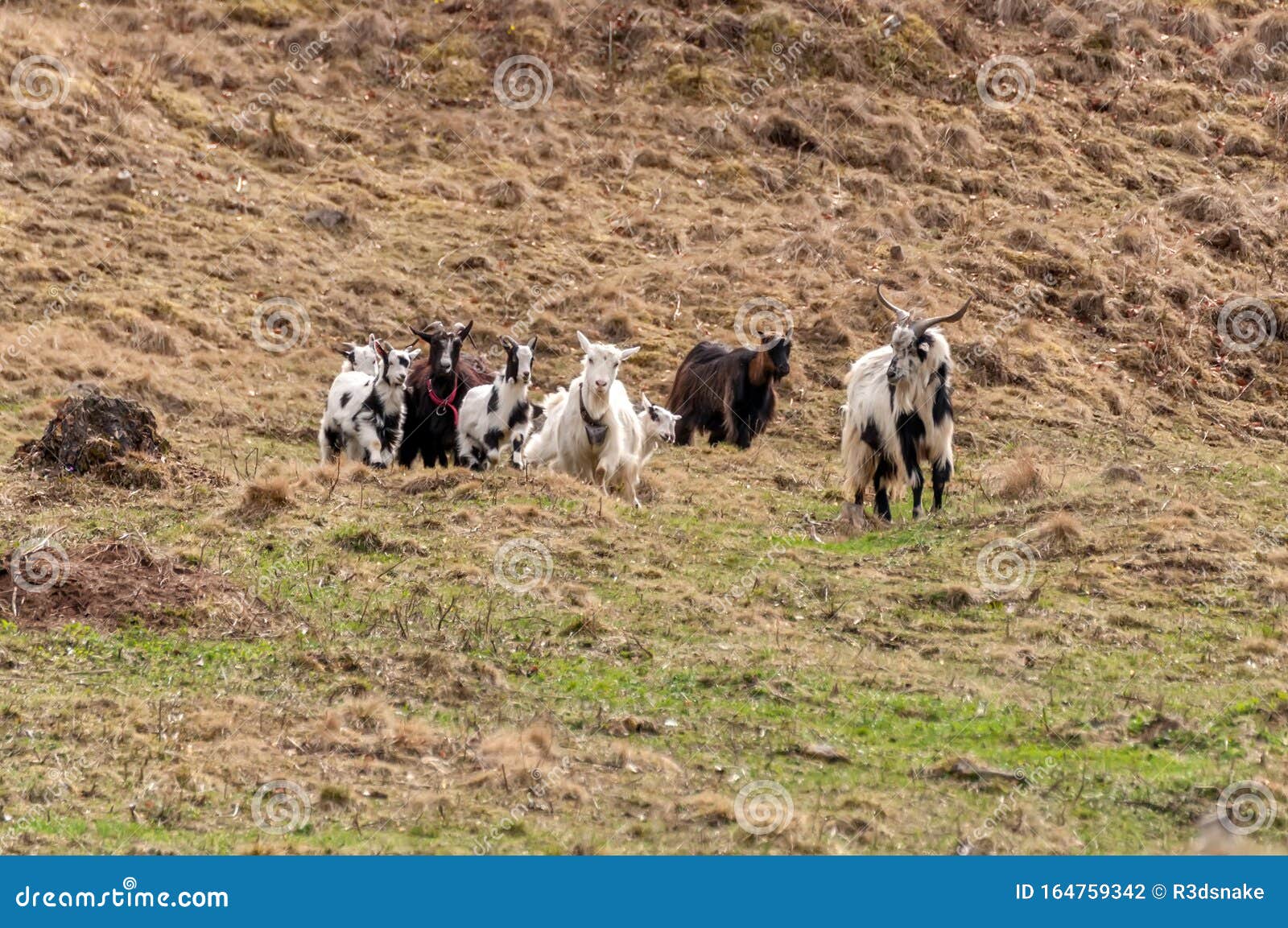 View on a Goat Flock Standing on the Fields Stock Photo - Image of ...