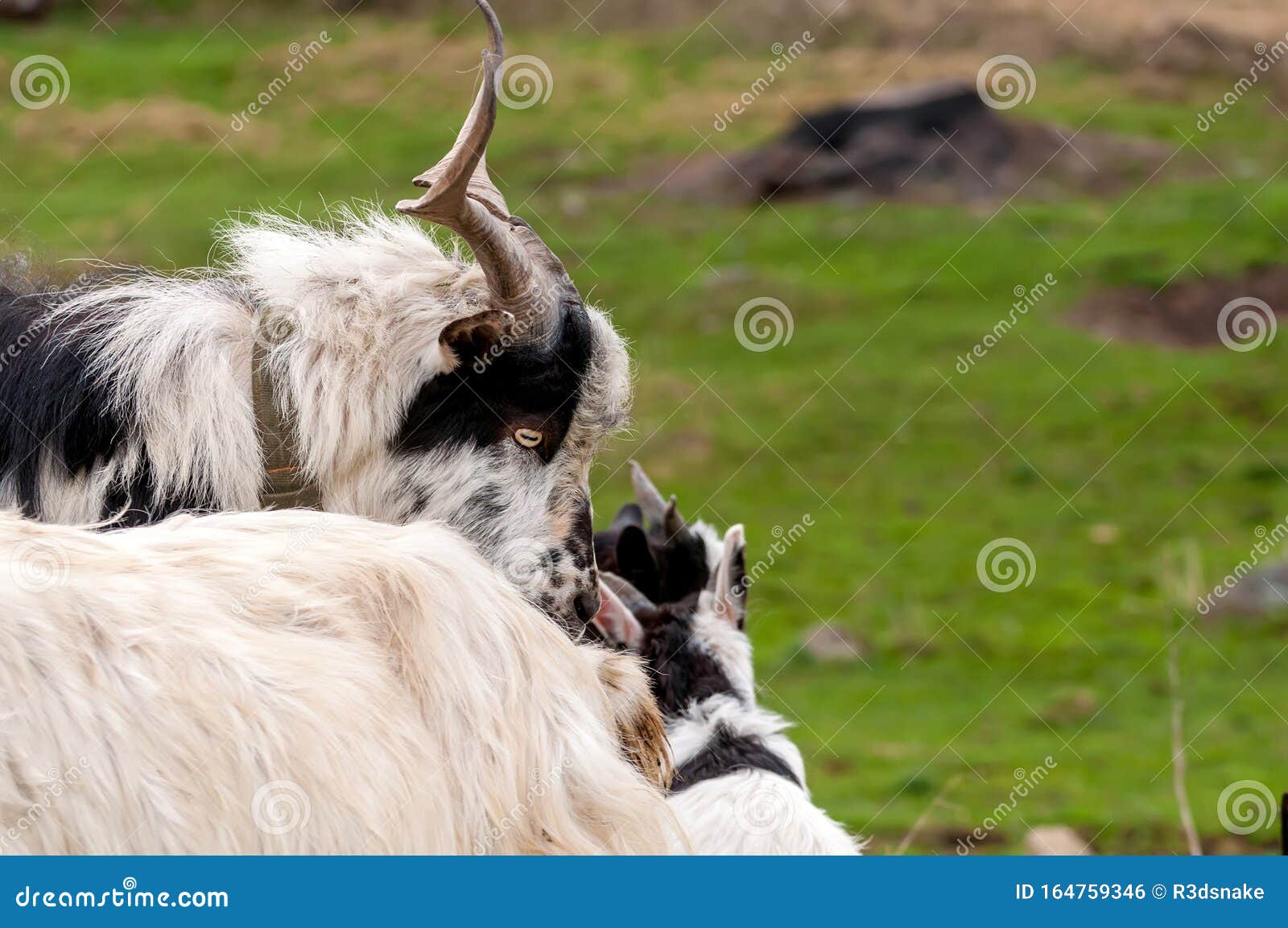 View on a Goat Flock Standing on the Fields Stock Photo - Image of ...