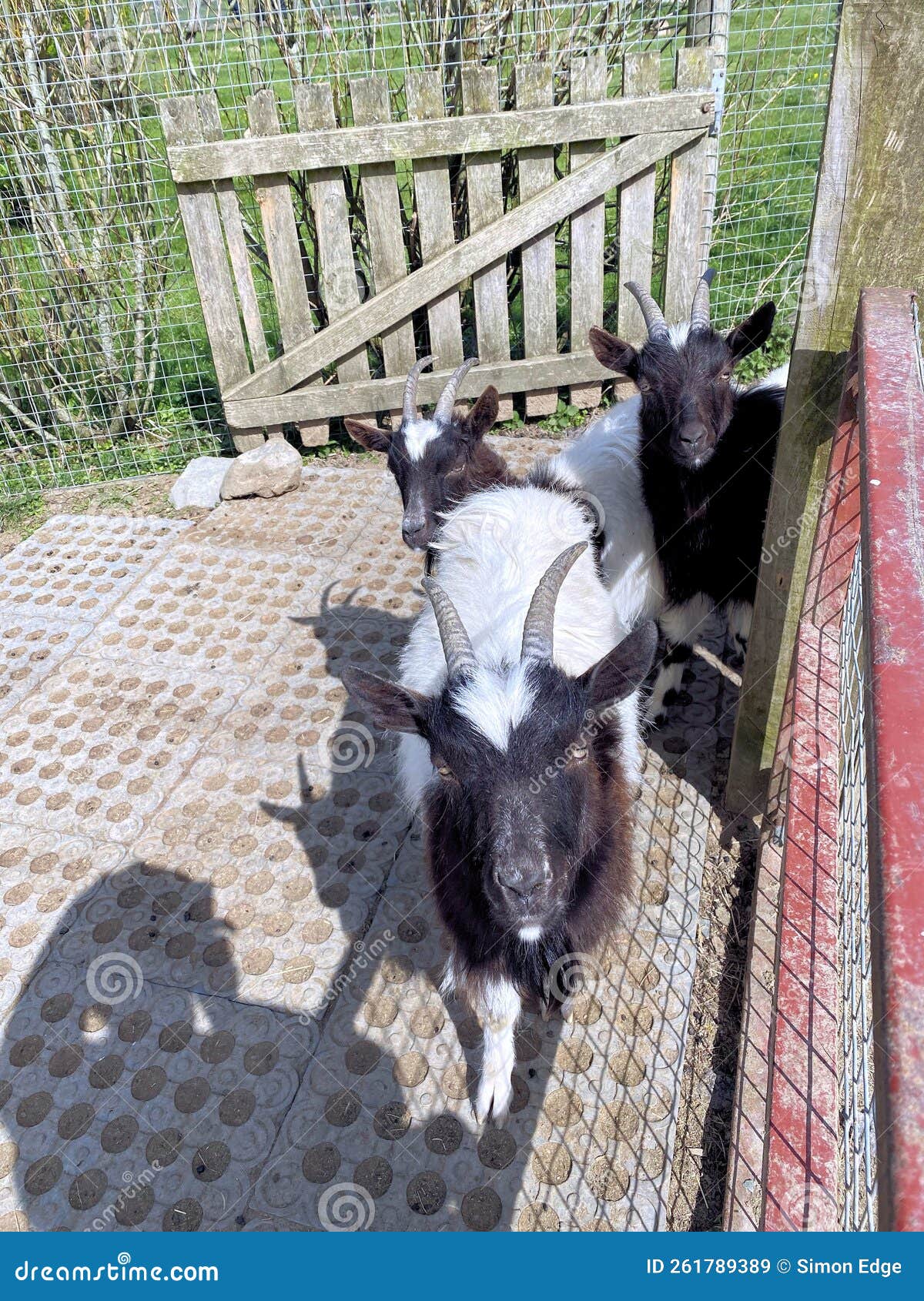 A view of a Goat stock image. Image of stripes, nature - 261789389