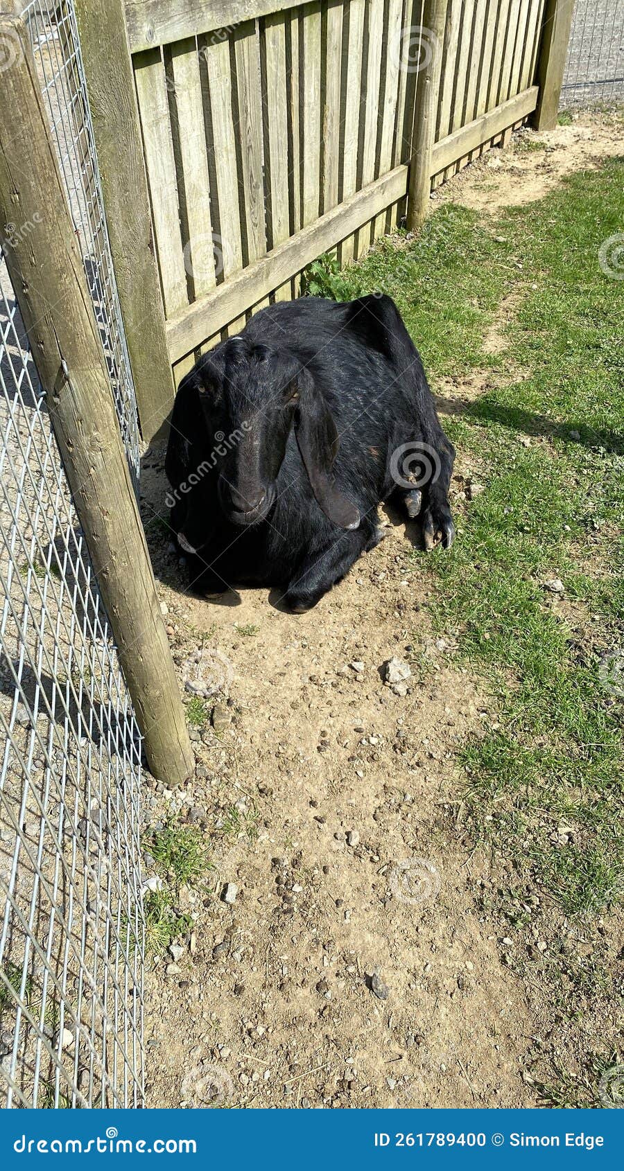 A view of a Goat stock photo. Image of goat, groundsome - 261789400