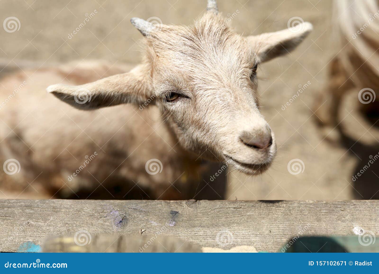 Goat in paddock stock image. Image of fauna, agriculture - 157102671