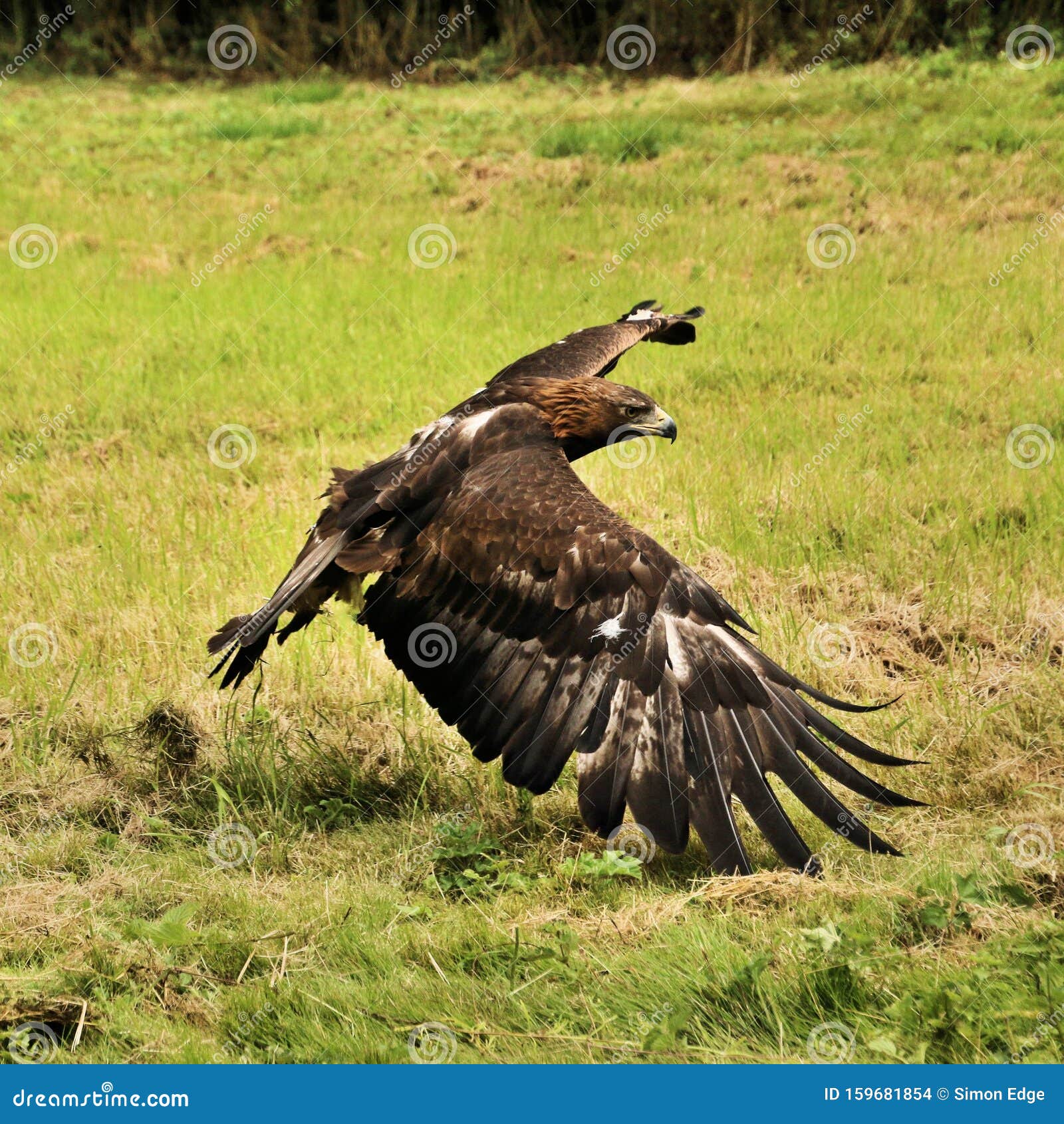 A View of a Golden Eagle in Flight Stock Photo - Image of view, gold ...