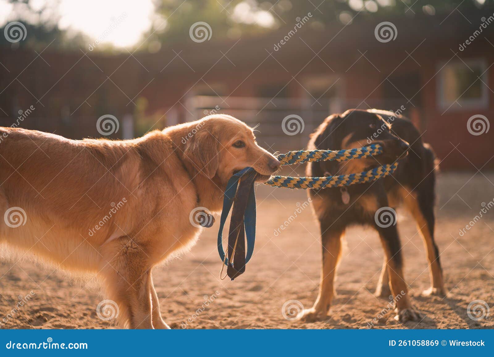 View of a Golden Retriever and a German Shepherd Biting a Rope Stock ...