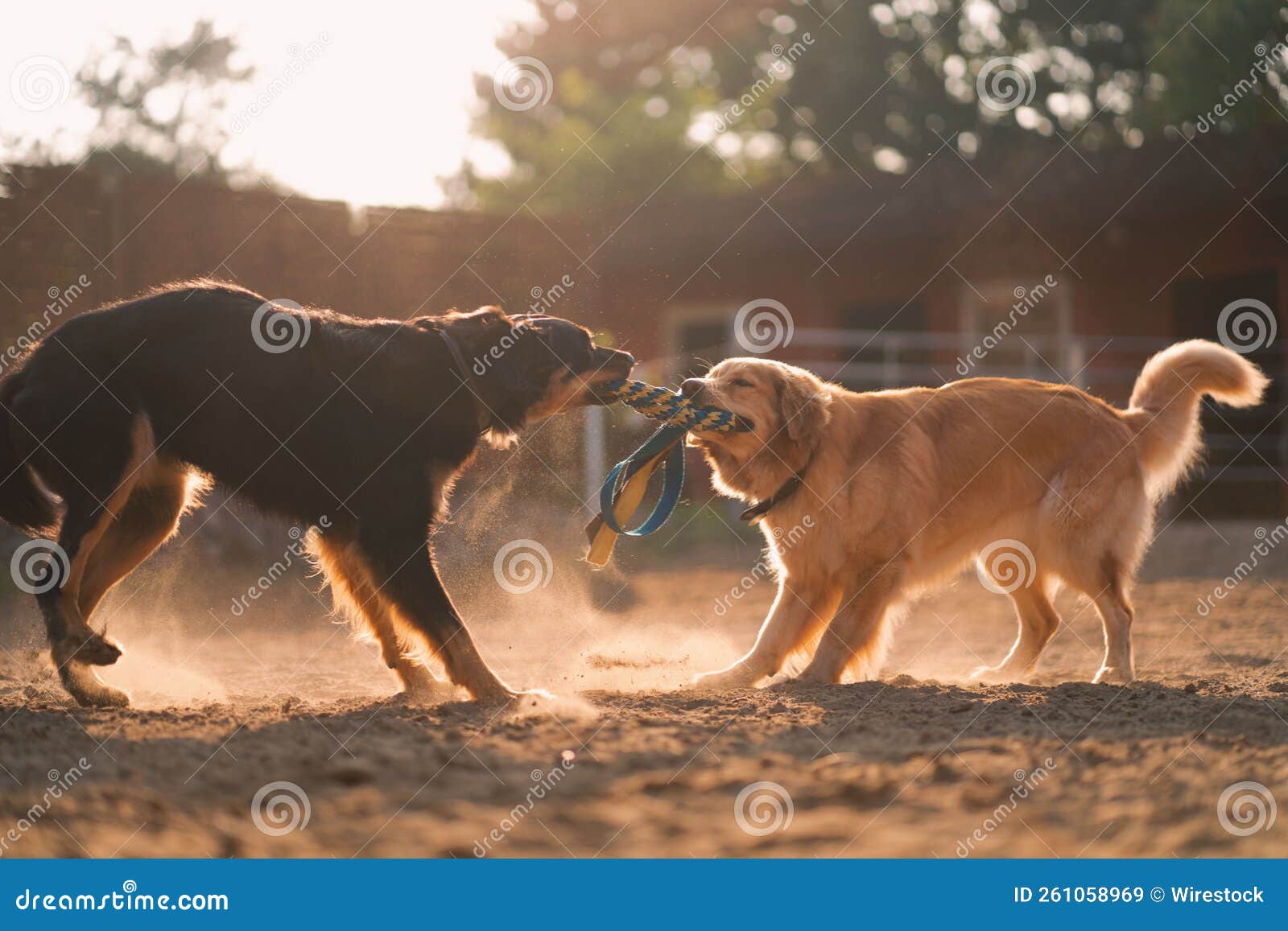 View of a Golden Retriever and a German Shepherd Fighting for a Rope ...
