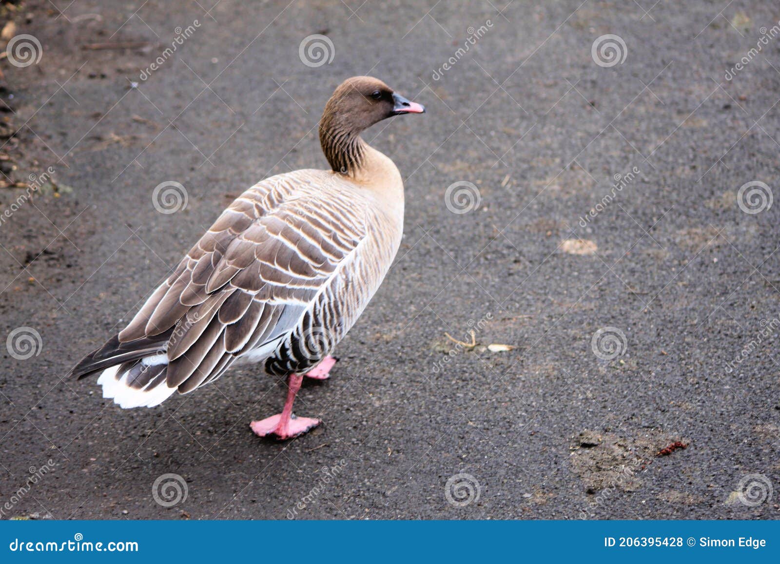 A view of a Goose stock photo. Image of outdoor, goose - 206395428