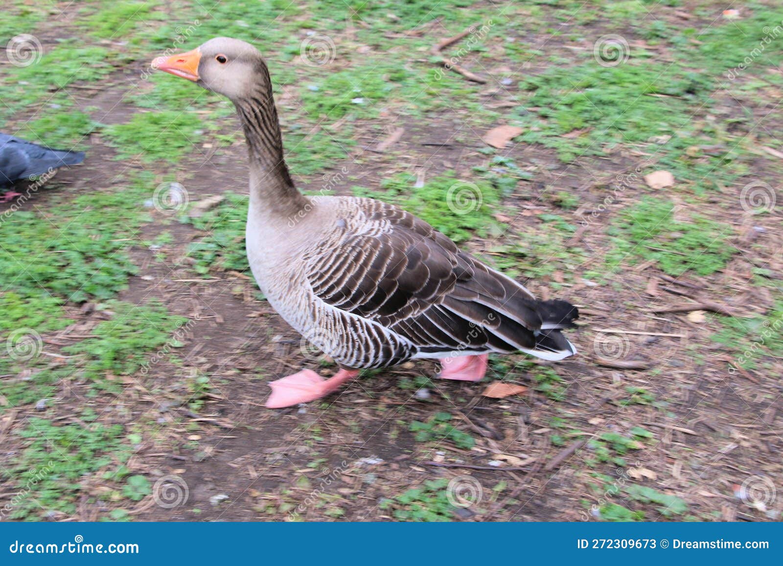 A View of a Goose in London Stock Image - Image of duck, wildlife ...