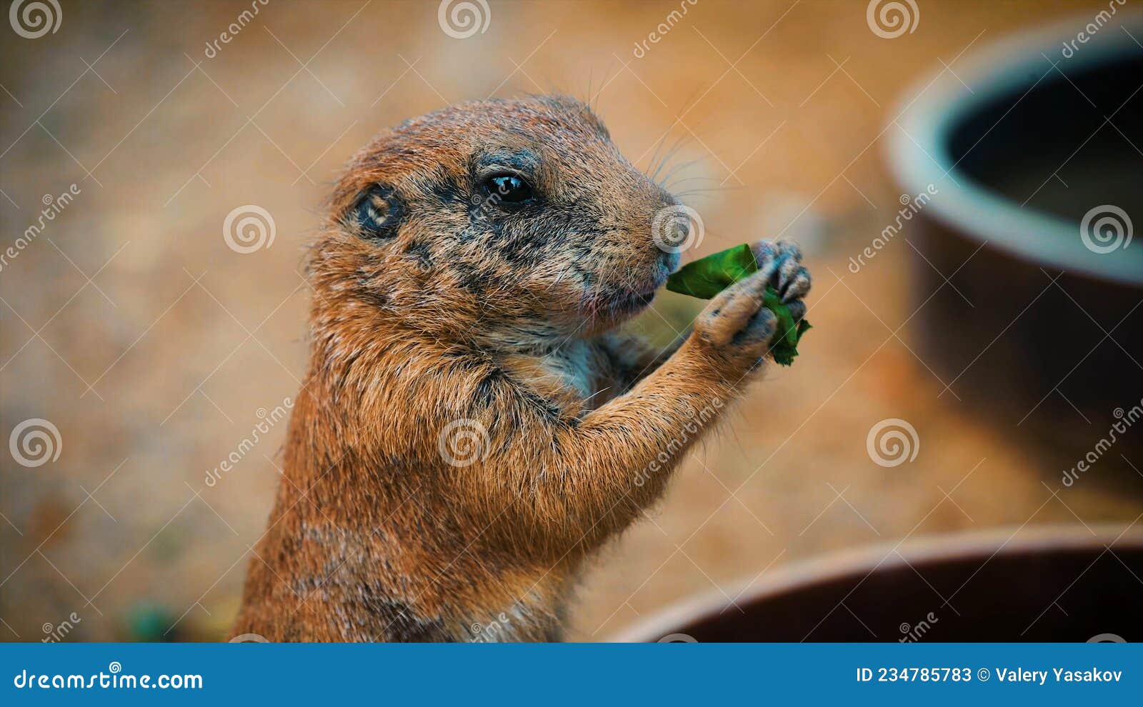 View of the Gopher, Which is the Dist of the Plant Stock Image - Image ...