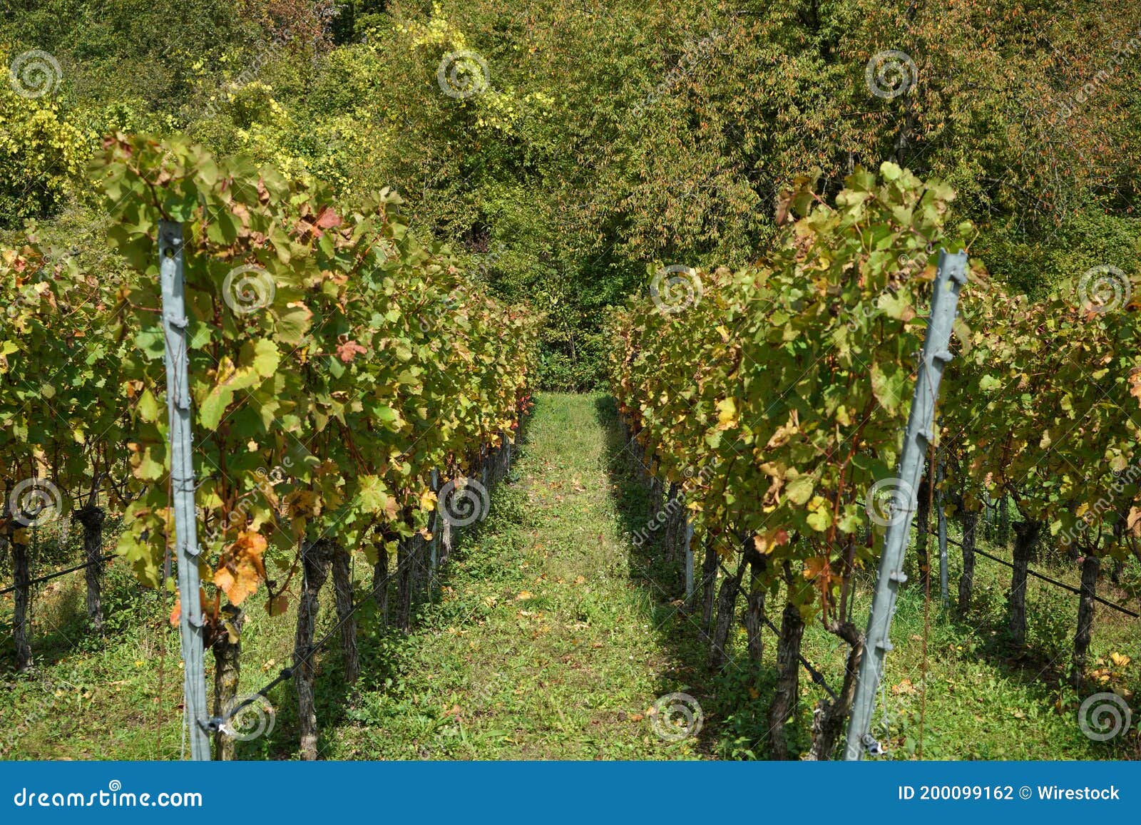 View of Grapevines in a Vineyard Stock Photo - Image of outdoor, branch ...