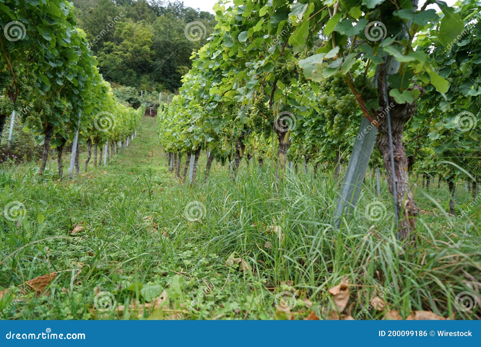 View of Grapevines in a Vineyard Stock Photo - Image of farm, grapevine ...