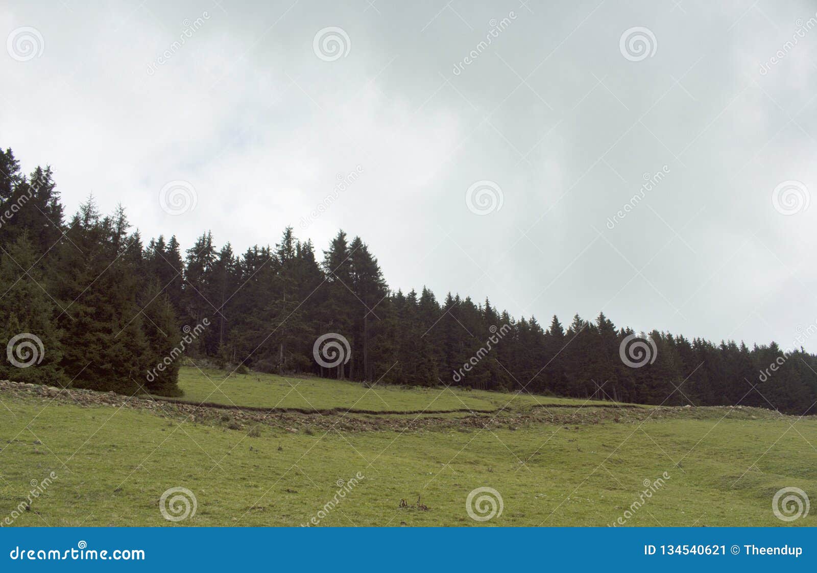 View of a Grass Field with Pine Tree Forest Stock Image - Image of ...