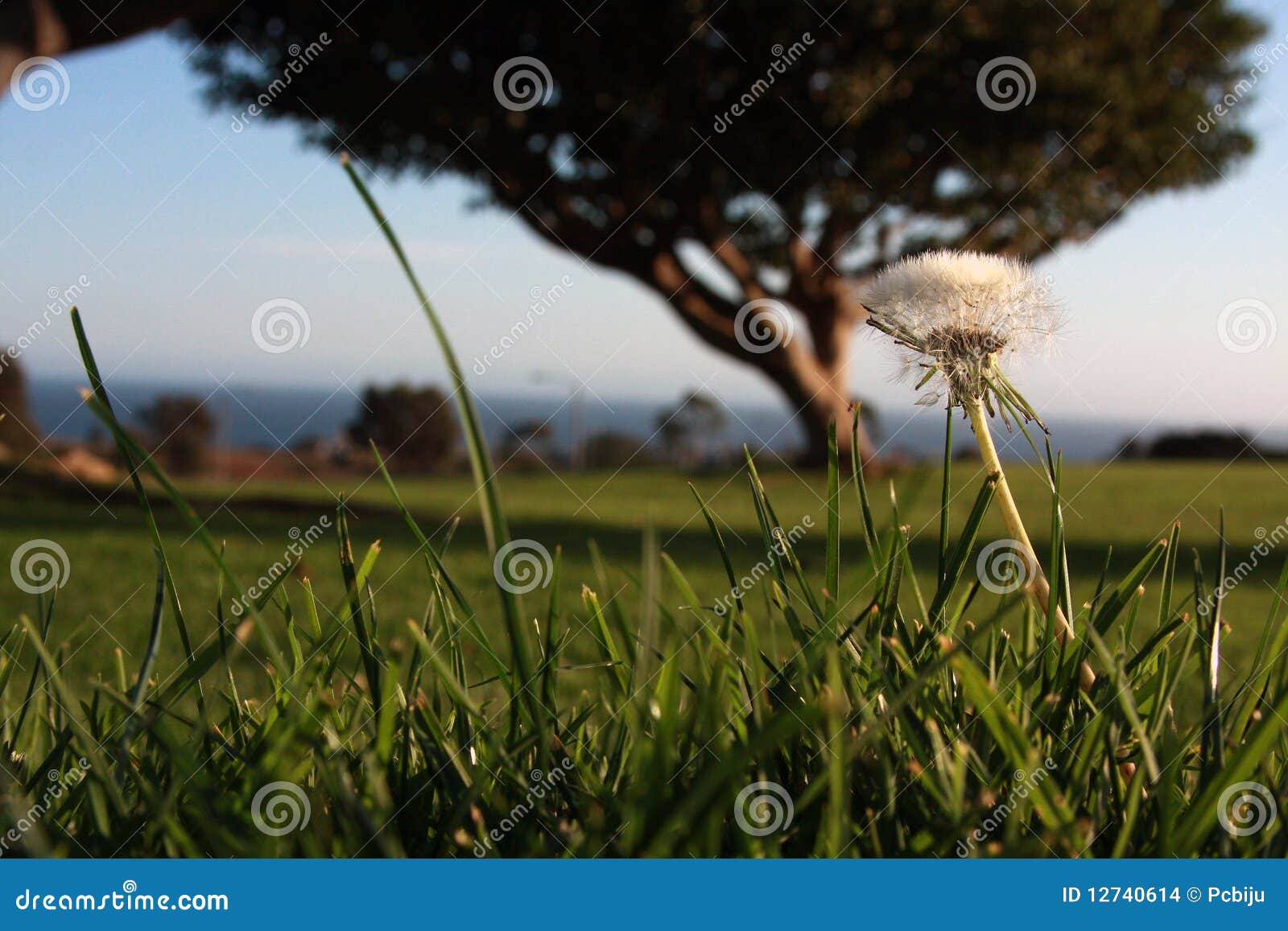 View at the Grass Level -groundlevel Stock Photo - Image of university ...
