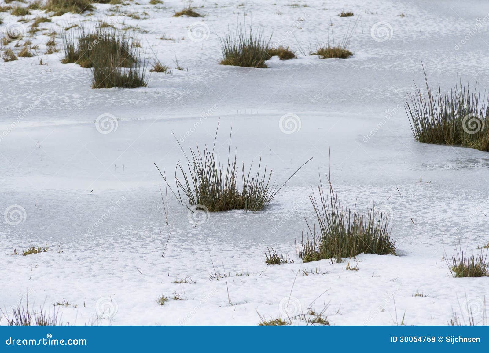 Grass and snow stock photo. Image of grass, outdoor, grow - 30054768