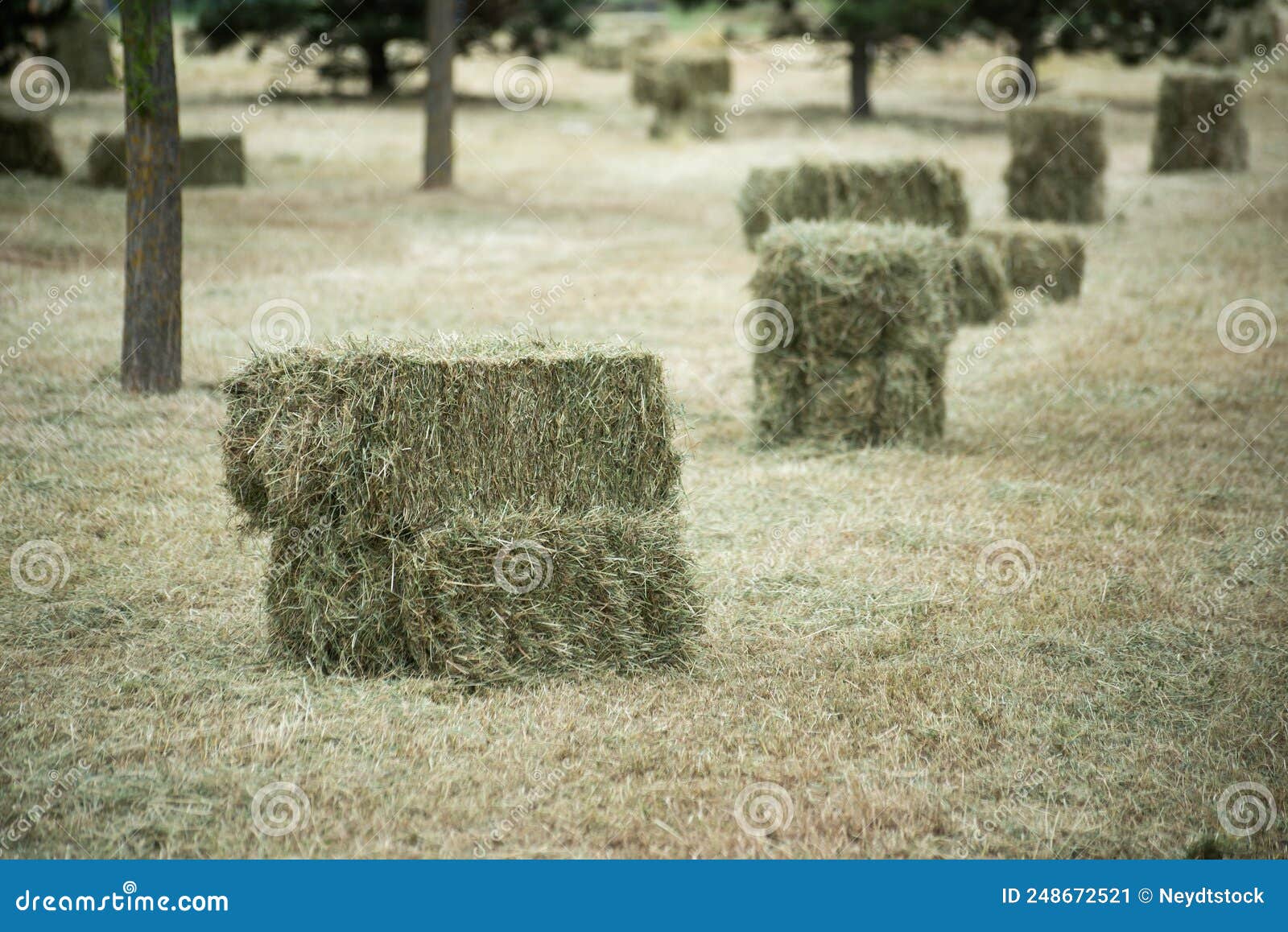 Grass Squares Stacked in a Fields Stock Image - Image of fields, green ...