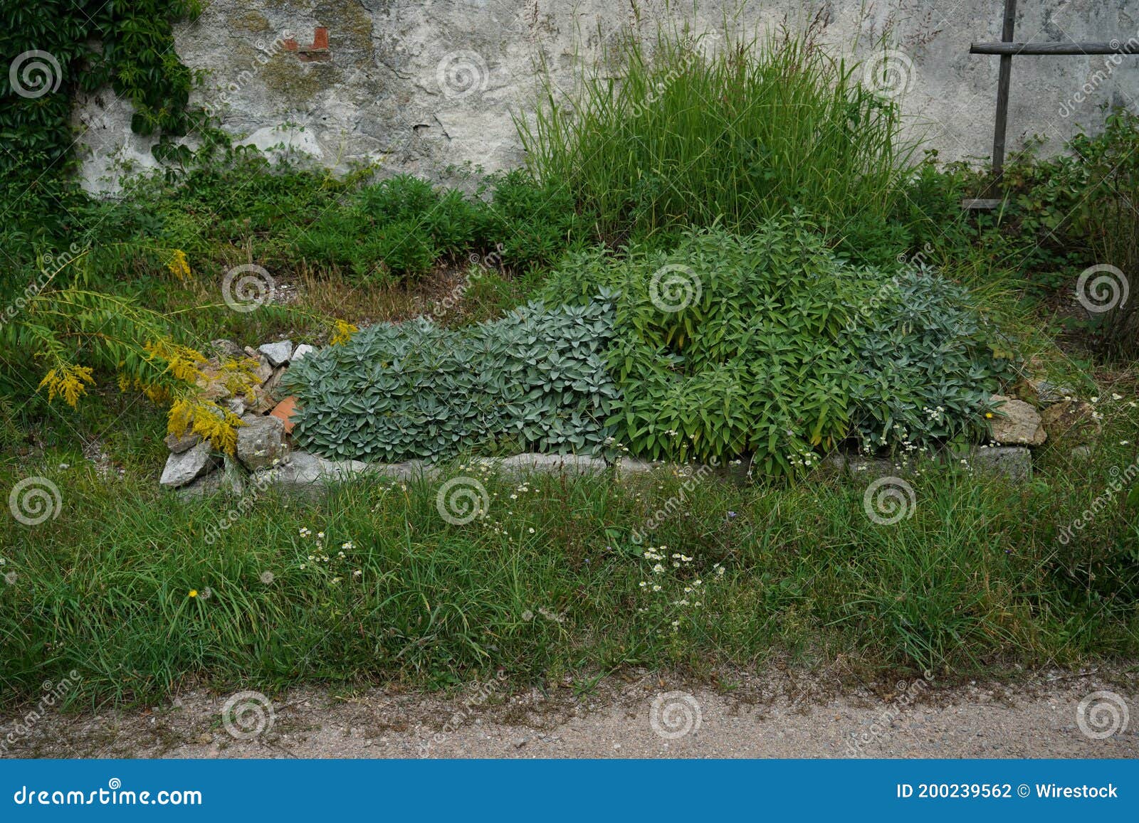 View of Grasses and Weeds on a Patch of Land Stock Photo - Image of ...