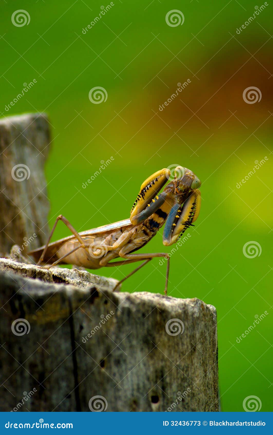 View Grasshoppers Boxing stock image. Image of insect - 32436773