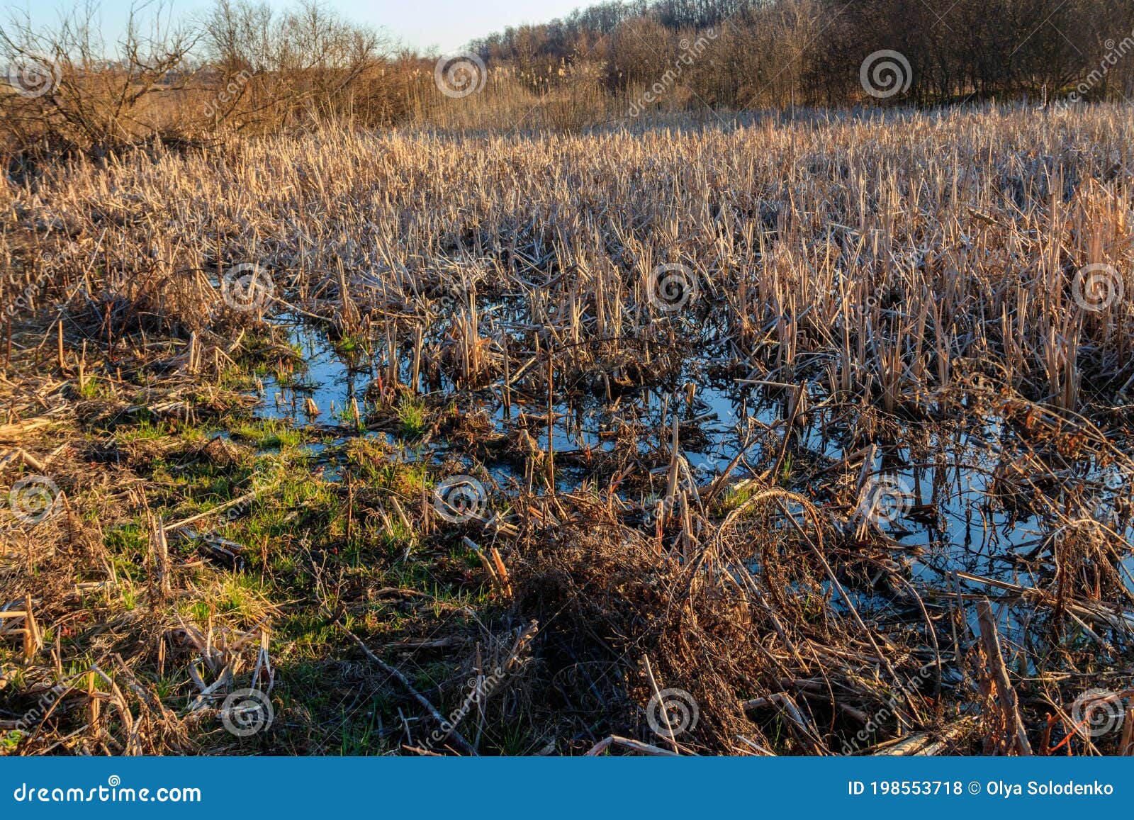 View of Grassy Wetland at Spring Stock Photo - Image of pond, river ...