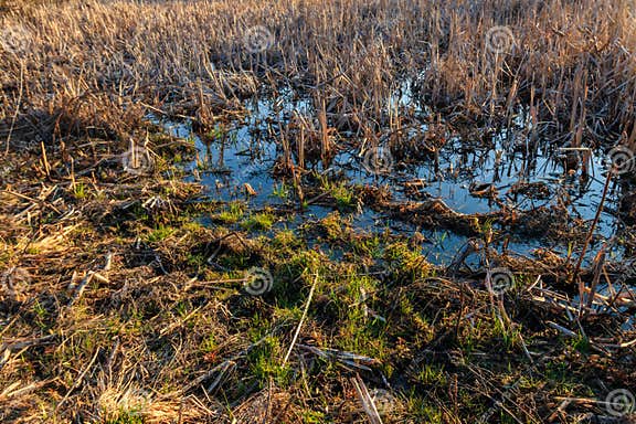 View of Grassy Wetland at Spring Stock Photo - Image of overgrown ...