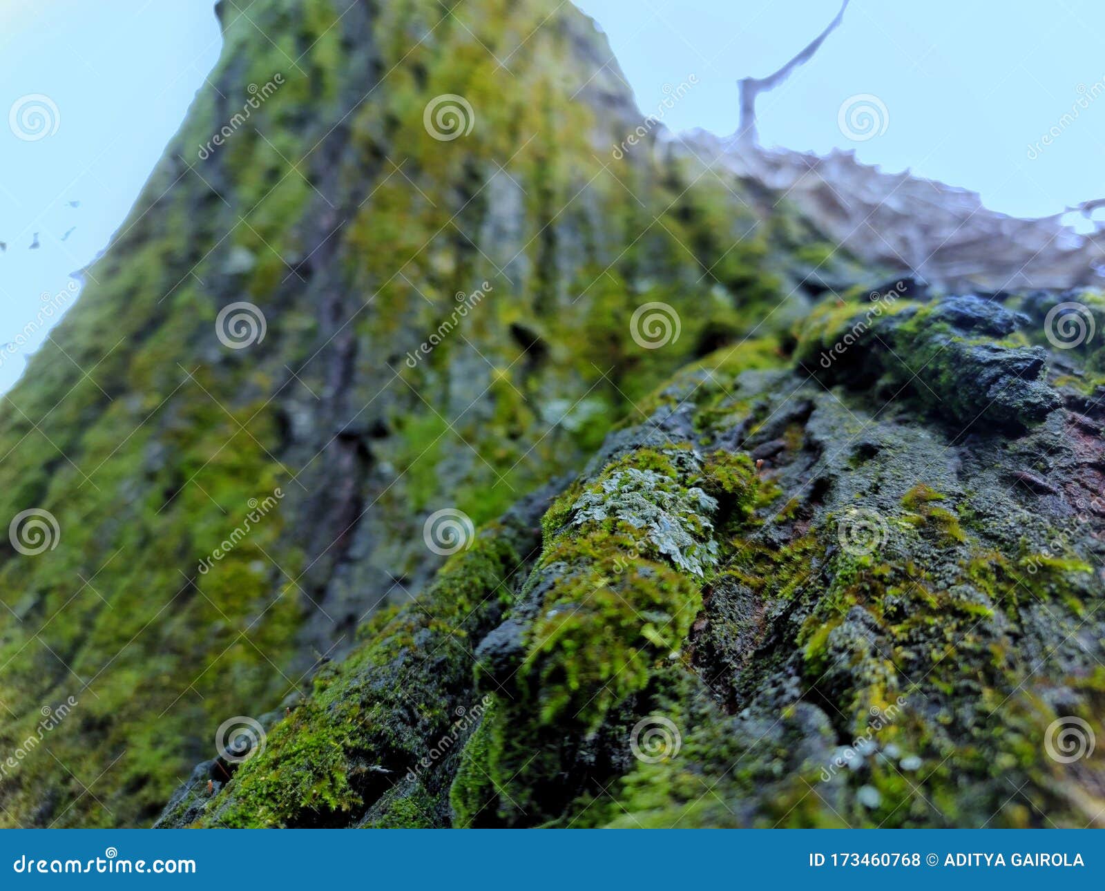 A View of Green Algae on Stem of Tree Stock Photo - Image of green ...