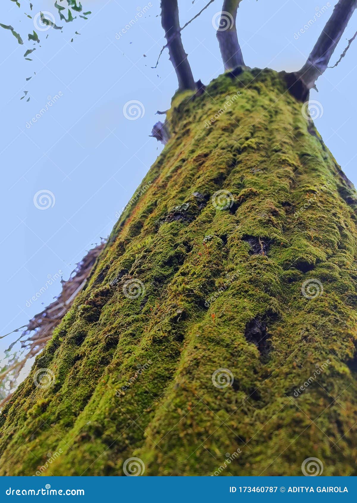 A View of Green Algae on Stem of Tree Stock Image - Image of clear ...