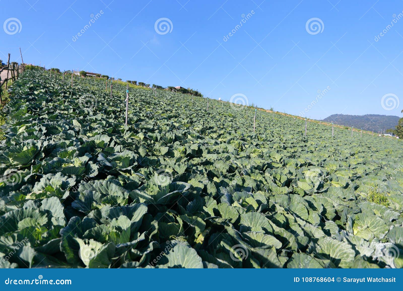 Cabbage field stock photo. Image of green, field, thailand - 108768604