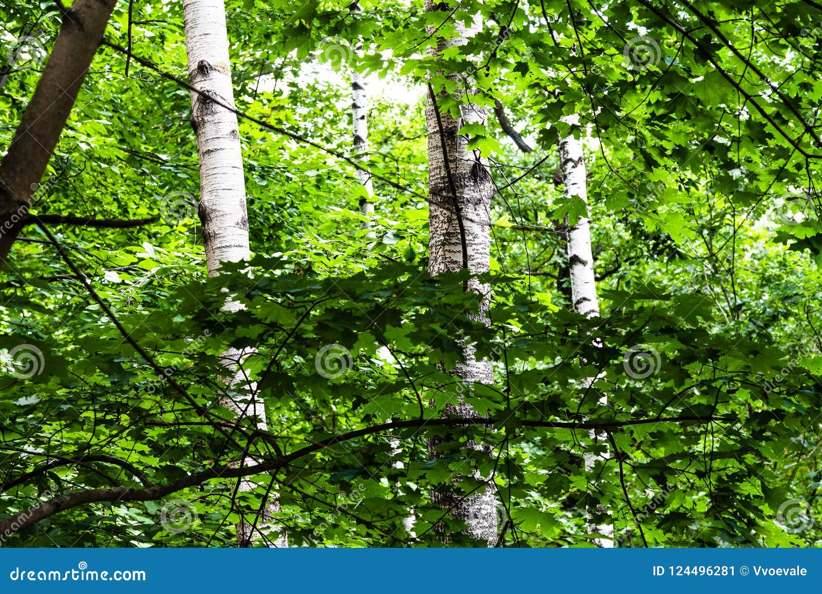 View of Green Dense Forest with Maple Birch Trees Stock Image - Image ...