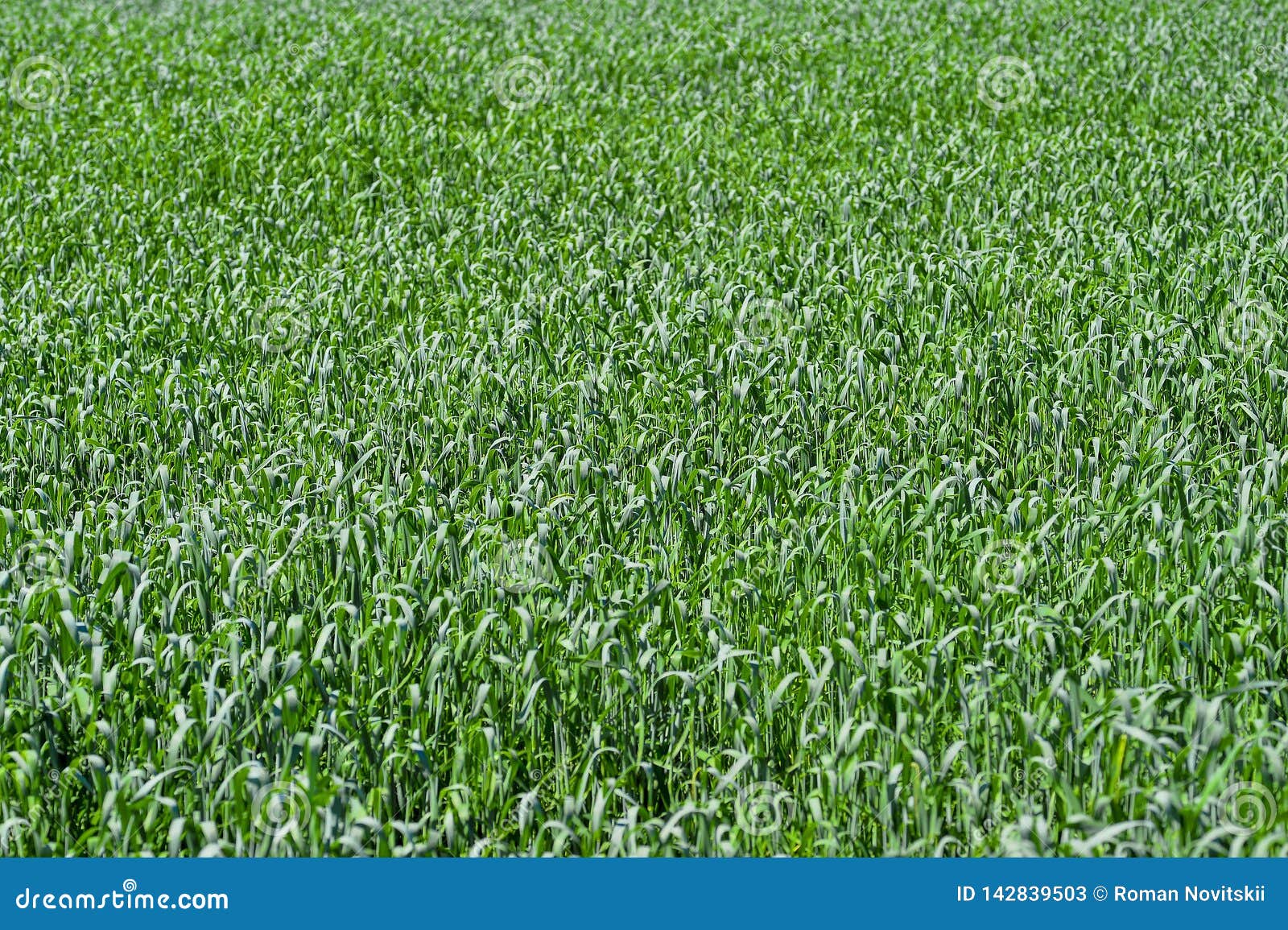 View of the Green Farm Field. Background Stock Image - Image of ...