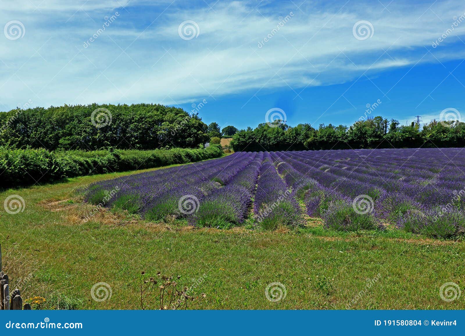 A View of the Green Fields and Rows of Lavender Bushes in the Kent ...
