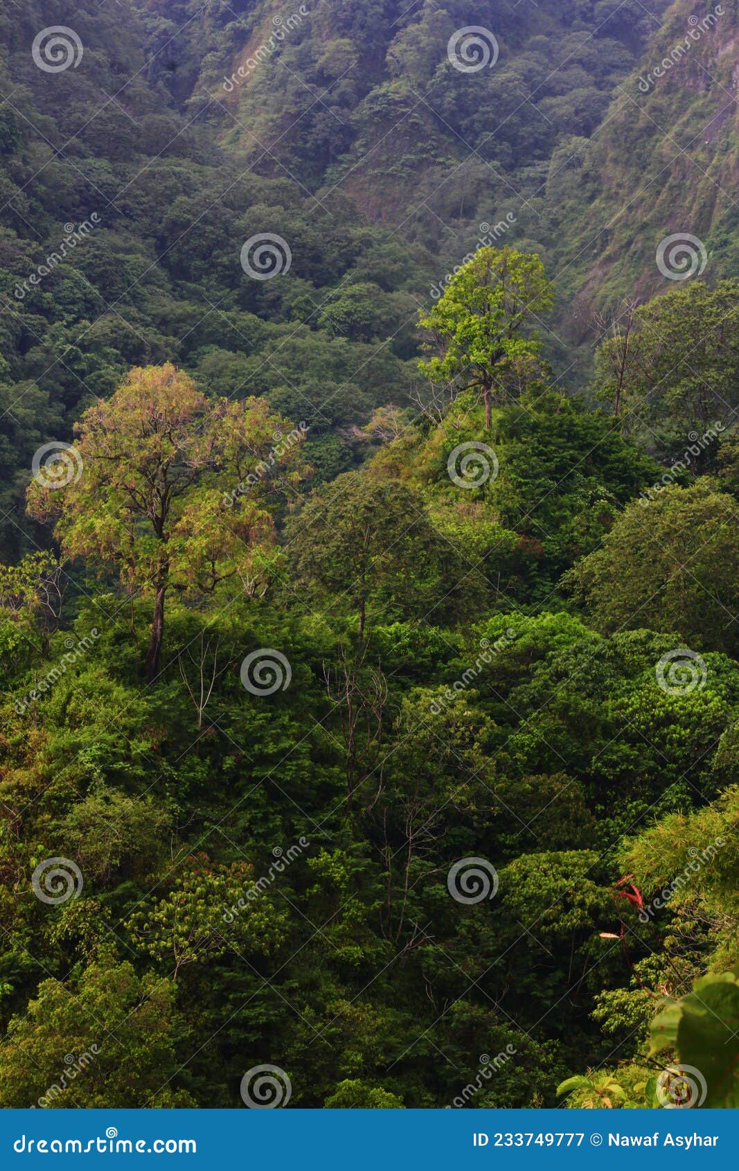 View of the Green Forest from Above Stock Image - Image of tree, nature ...
