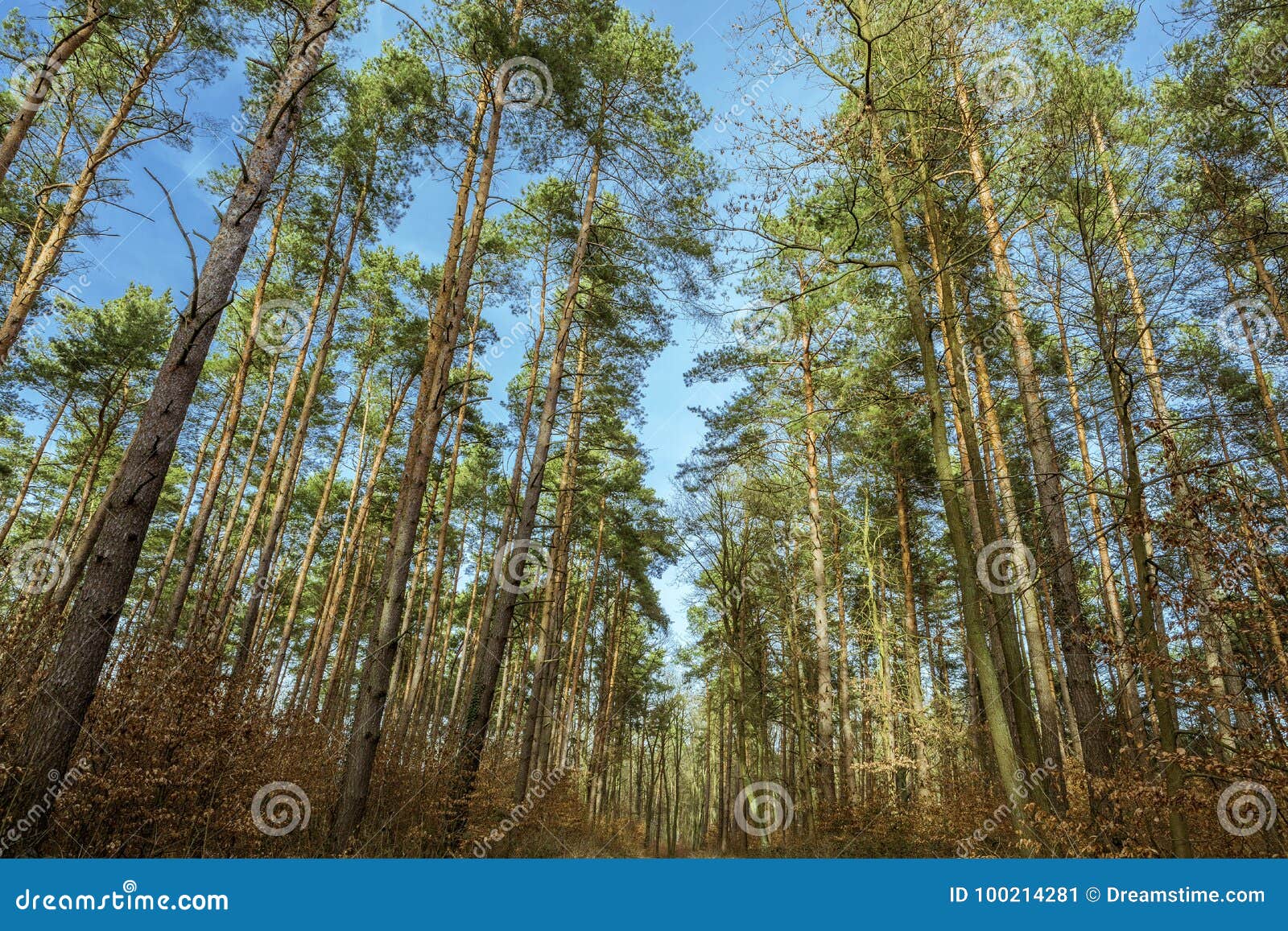 Cozy Forest stock image. Image of cozy, blue, mist, summer - 100214281