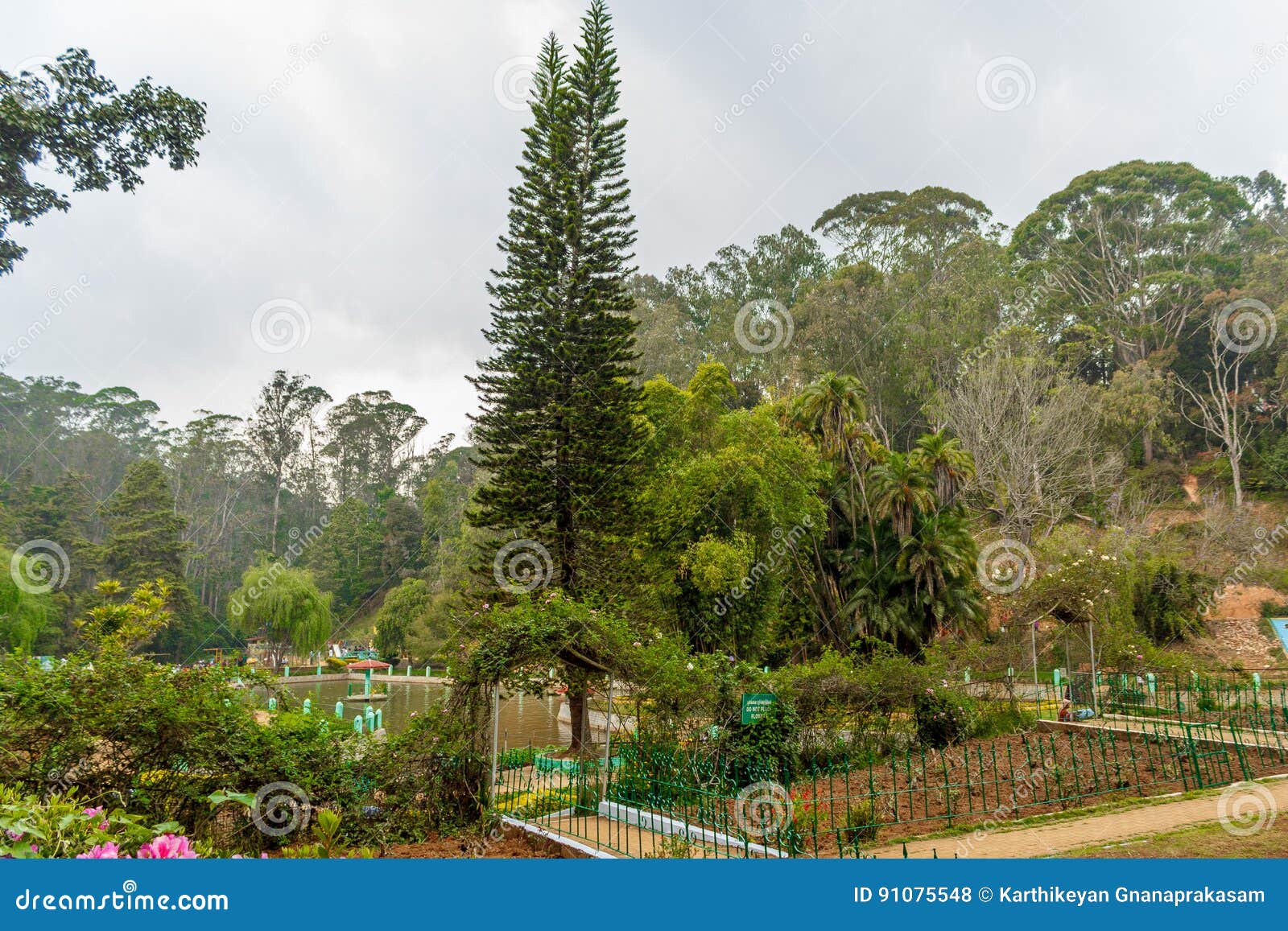 Wide View of Green Tree Plantations Stock Photo - Image of crop, coffee ...