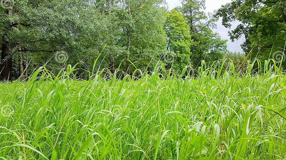 View of Green Grass and Trees in Summer Day Stock Image - Image of park ...