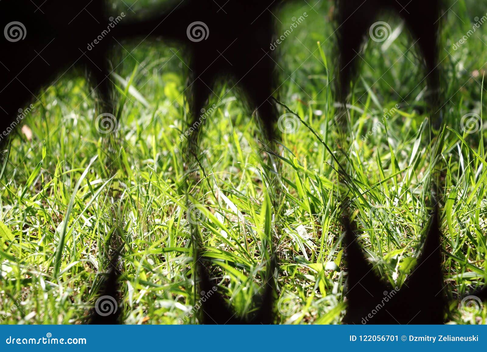 View of green grass stock image. Image of cord, lines - 122056701