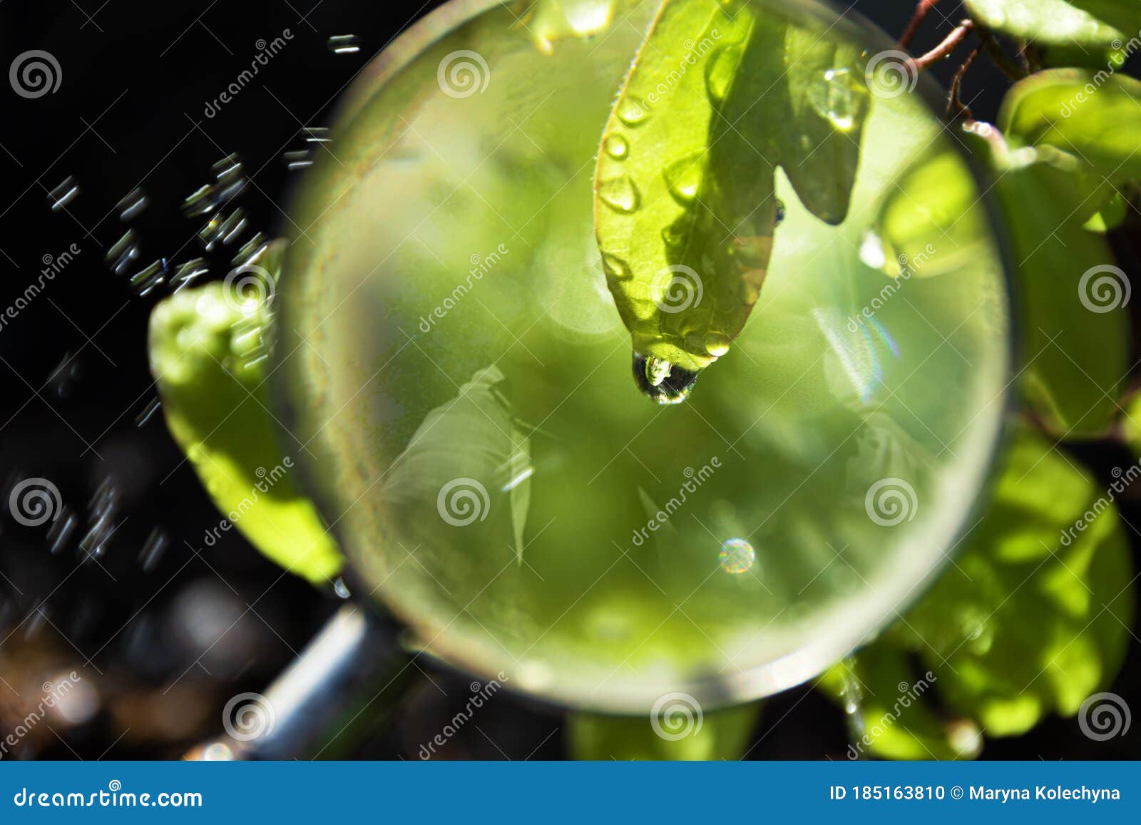 View of Green Leaf with Water Drop in Magnifying Glass at the Spring ...