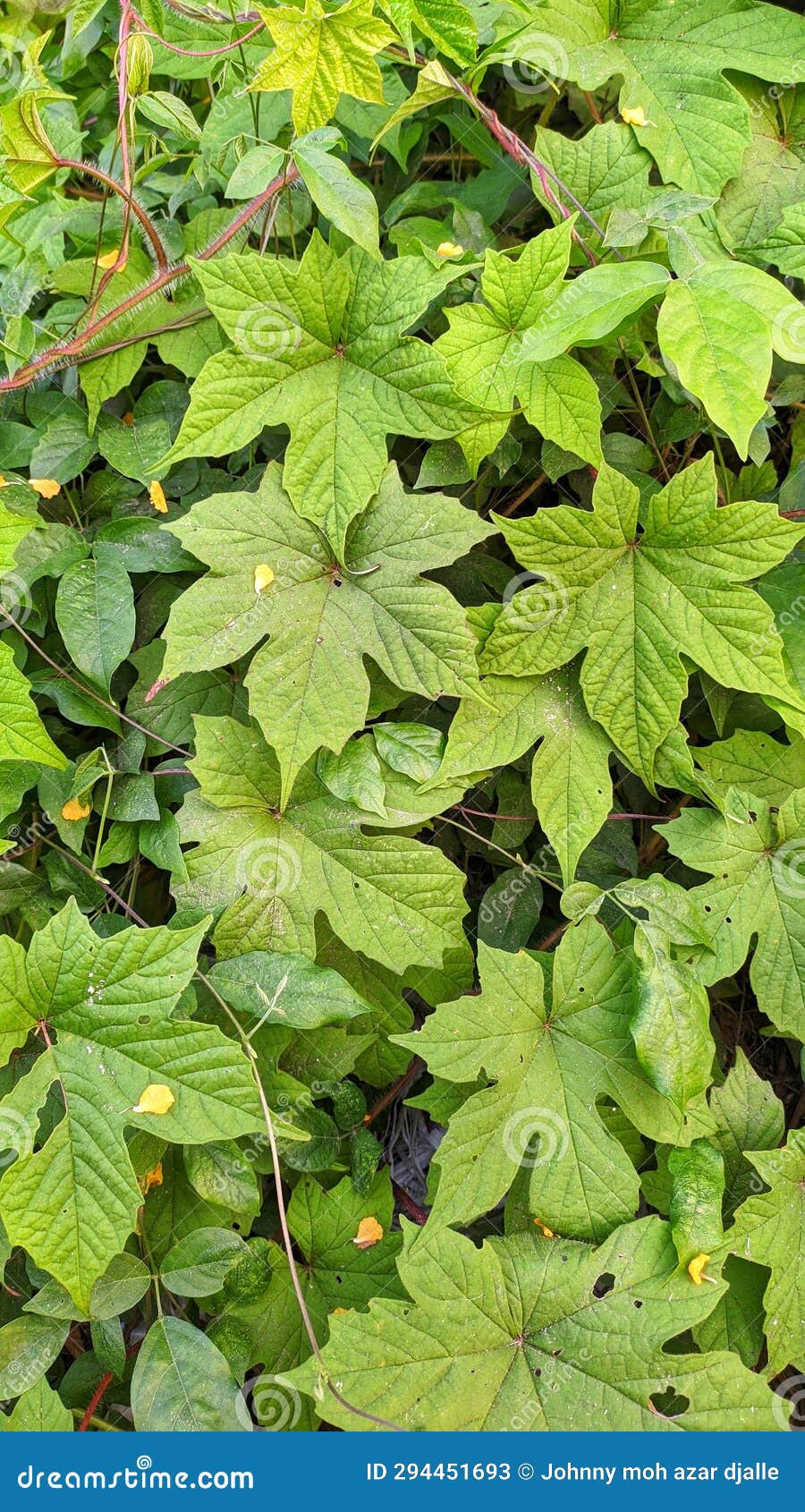 View of Green Leaves in the Garden Stock Image - Image of leaves, grass ...