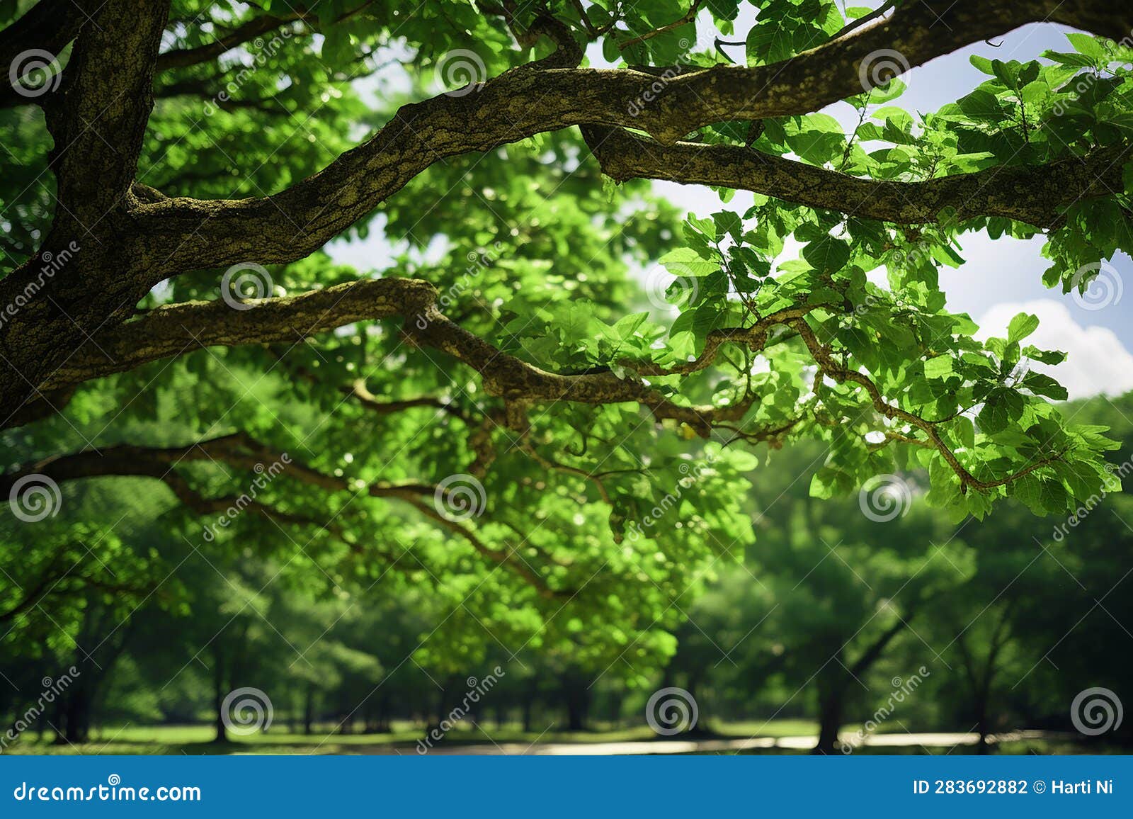 View of Green Leaves Tree Branch in Forest Nature Environment on Bright ...