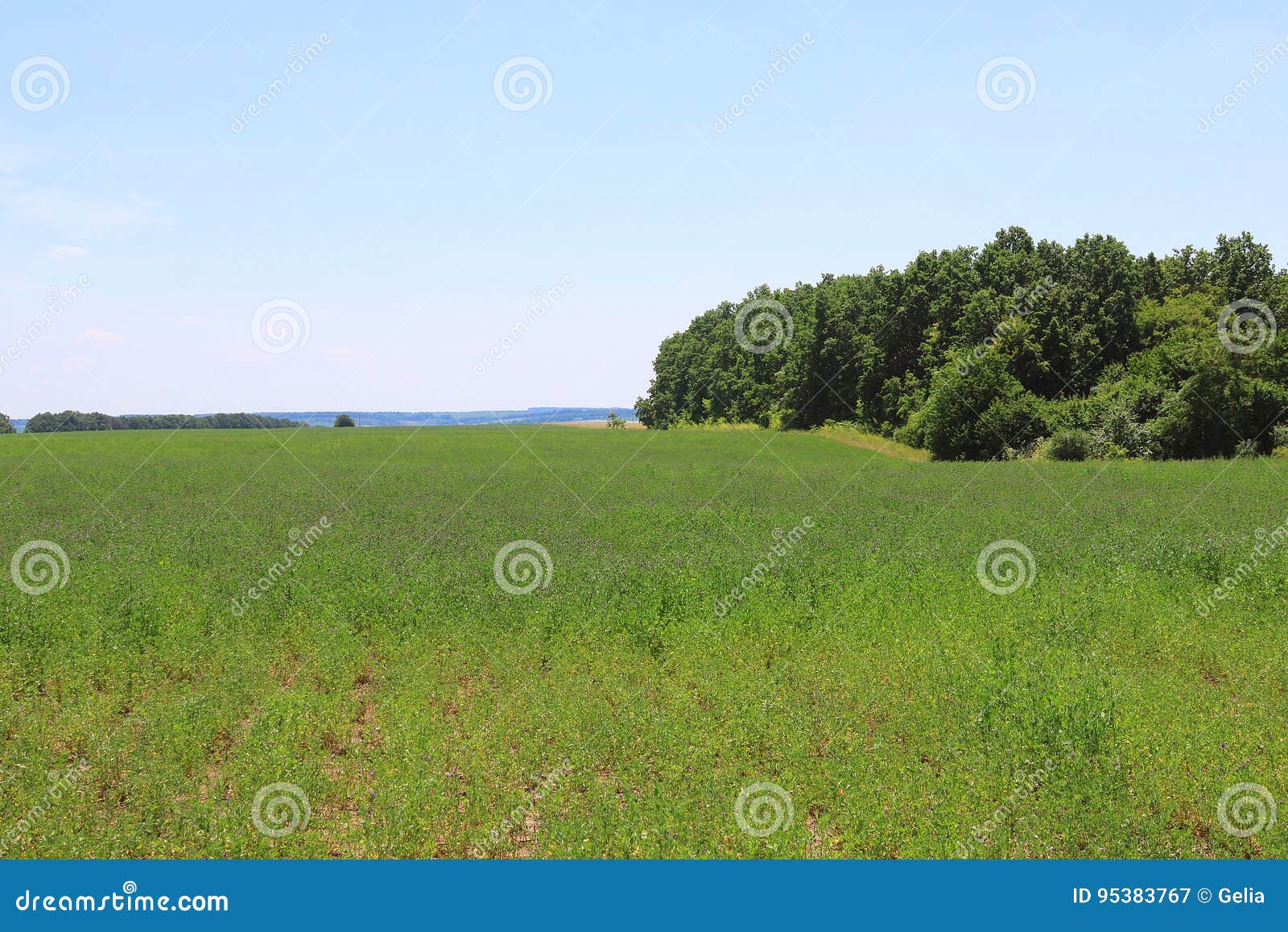 View of Green Lucerne Field Stock Image - Image of lucerne, flowerbed ...