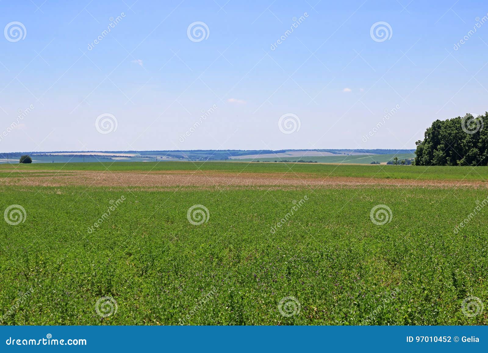 View of Green Lucerne Field Under Blue Sky Stock Photo - Image of crop ...
