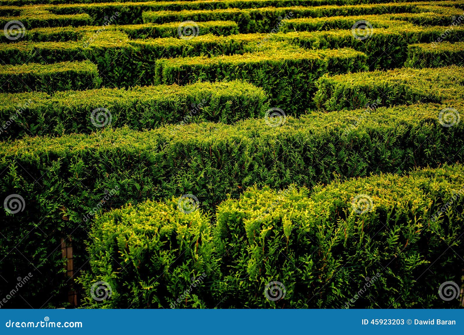 View of green maze stock image. Image of maze, green - 45923203
