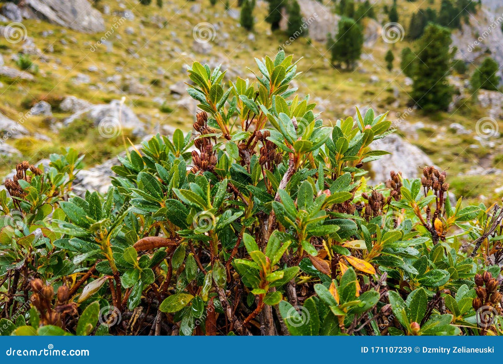 View of Green Mountain Plants with Dew Drops Stock Image - Image of ...