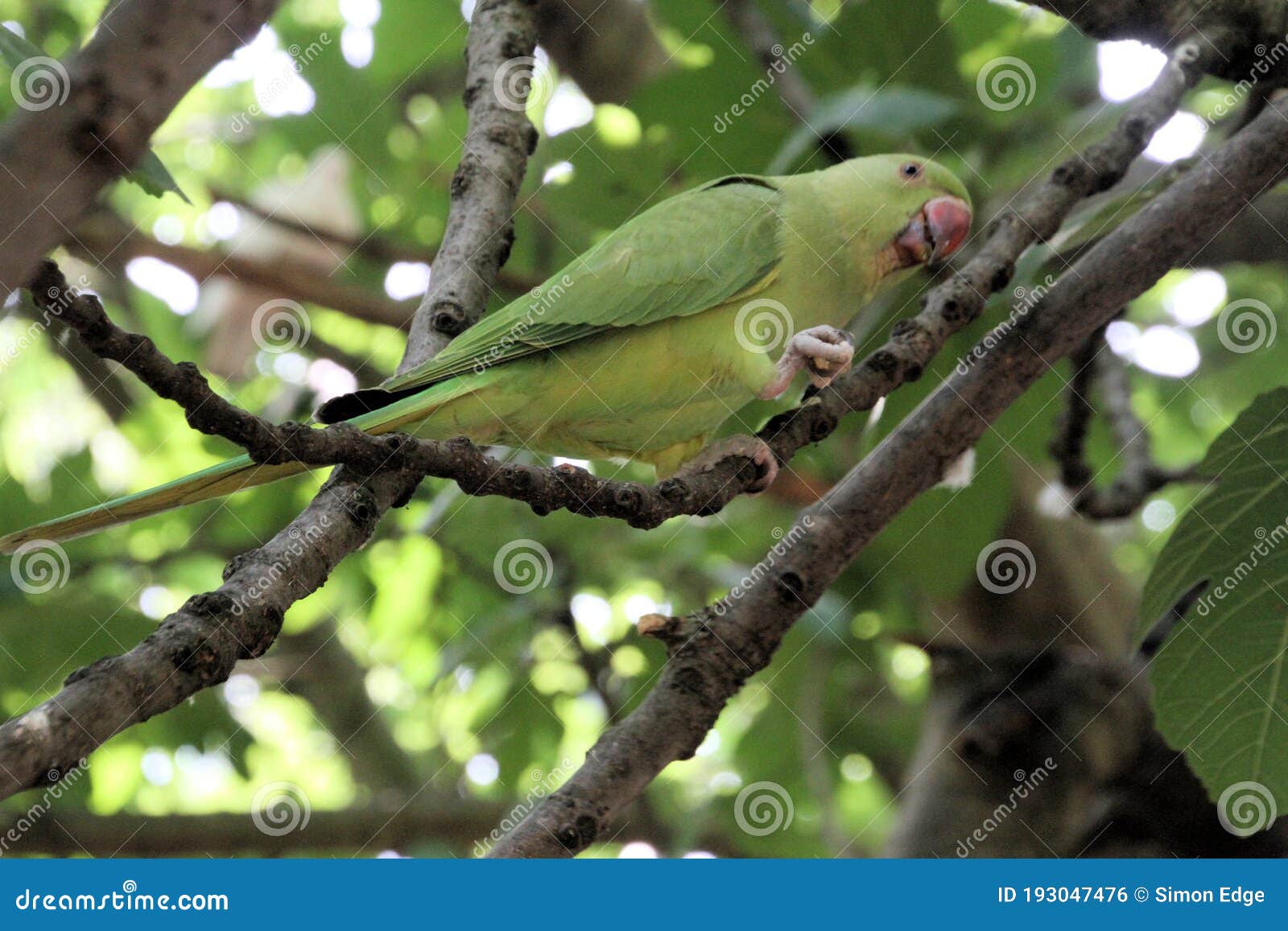 A view of a Green Parakeet stock photo. Image of parakeet - 193047476