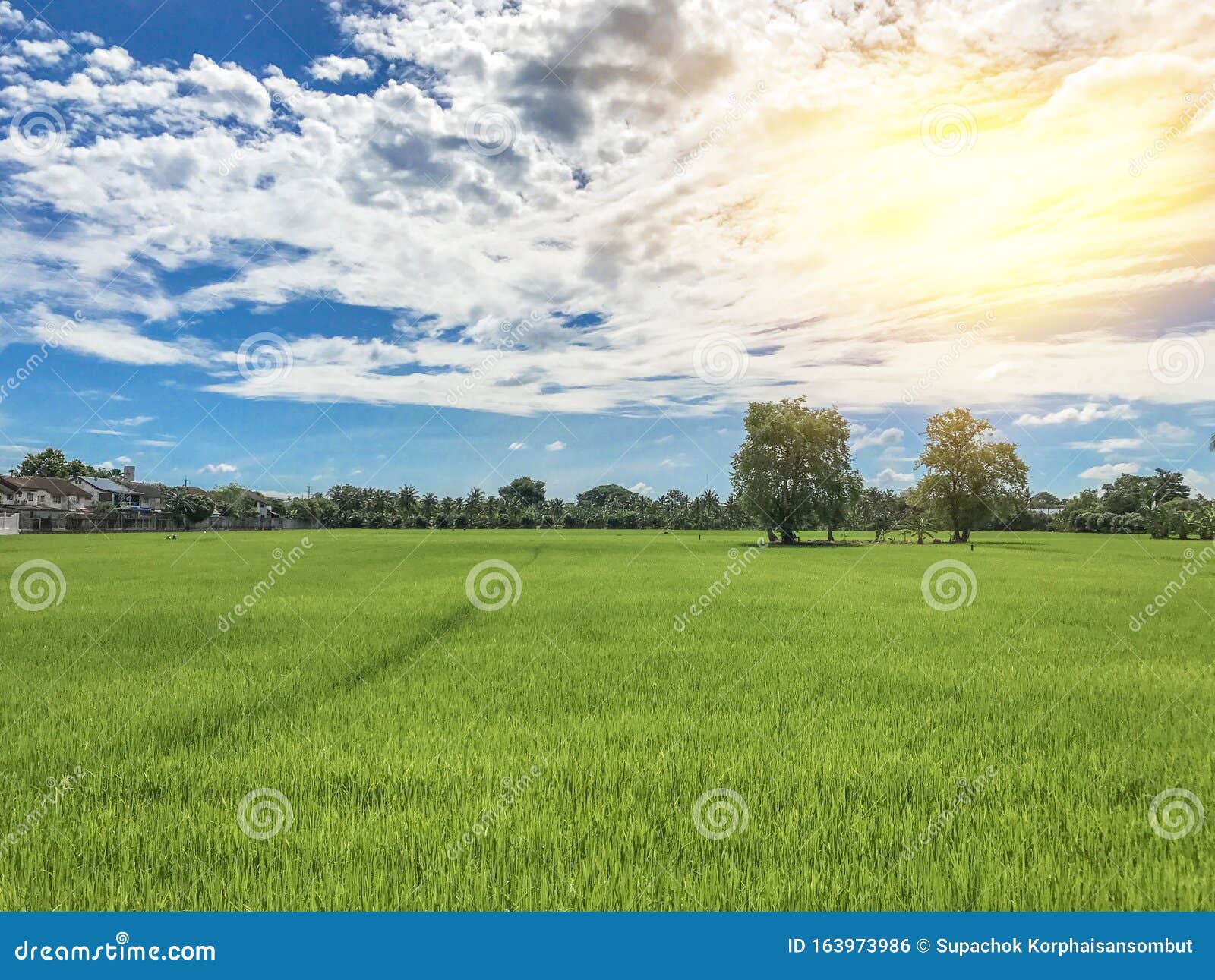 The View of Green Rice Field with Sunlight on Clear Sky in the Morning ...