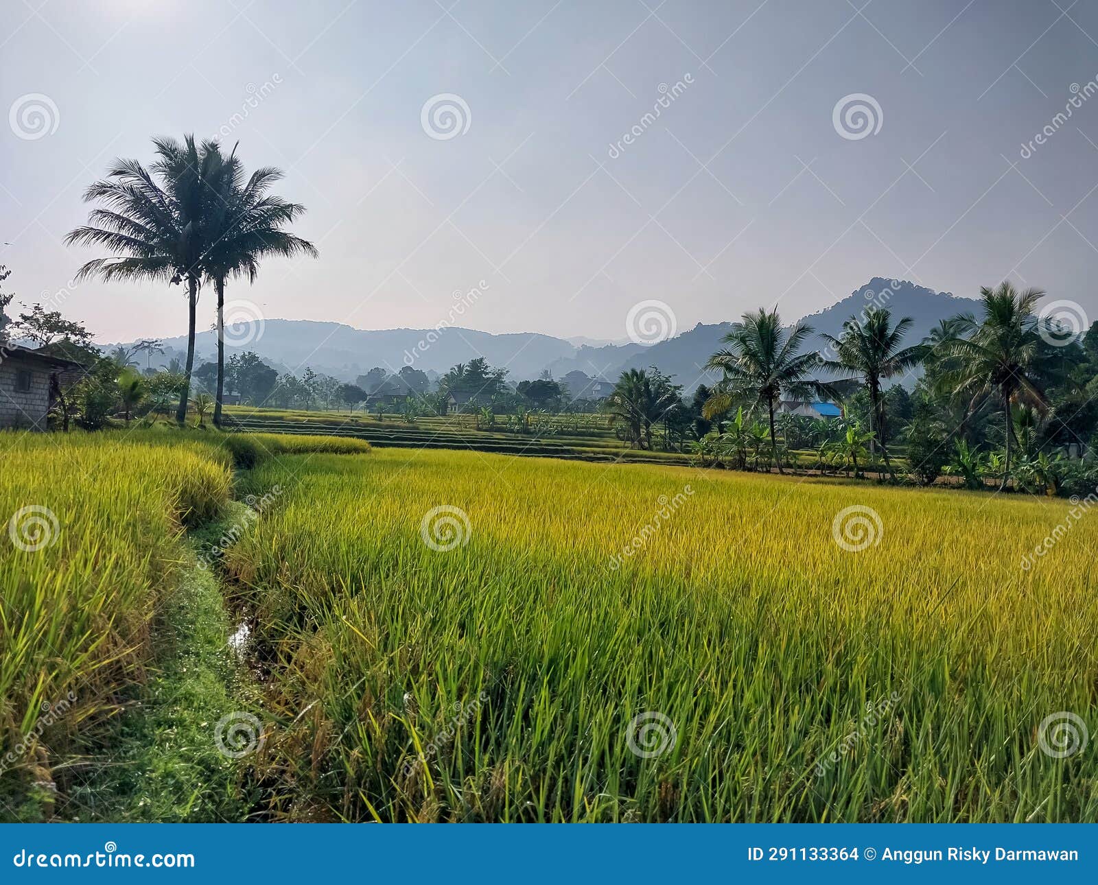 View of Green Rice Fields in the Afternoon Stock Photo - Image of ...