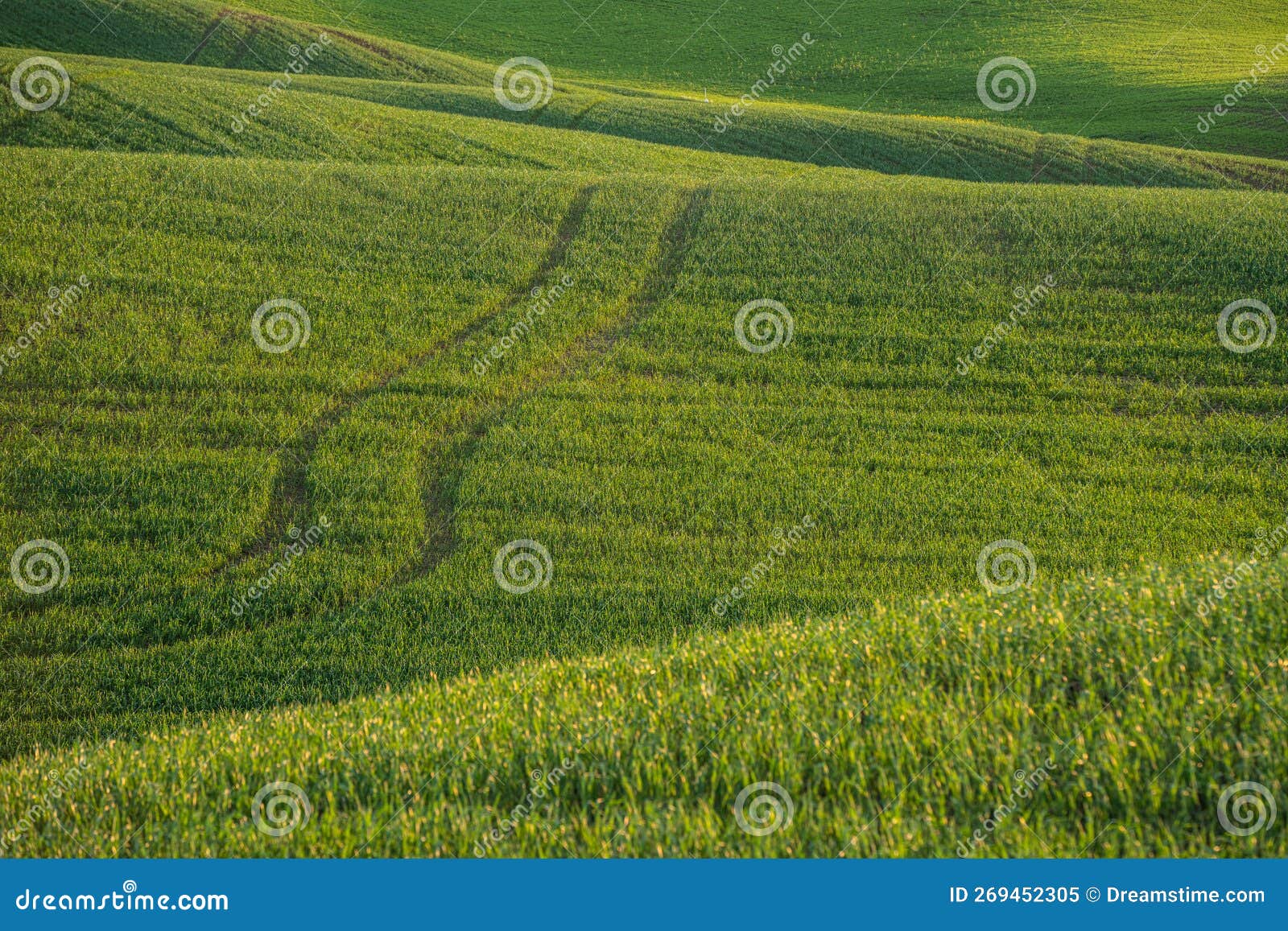 Rolling Hills of Wheat Fields with Texture Stock Image - Image of ...
