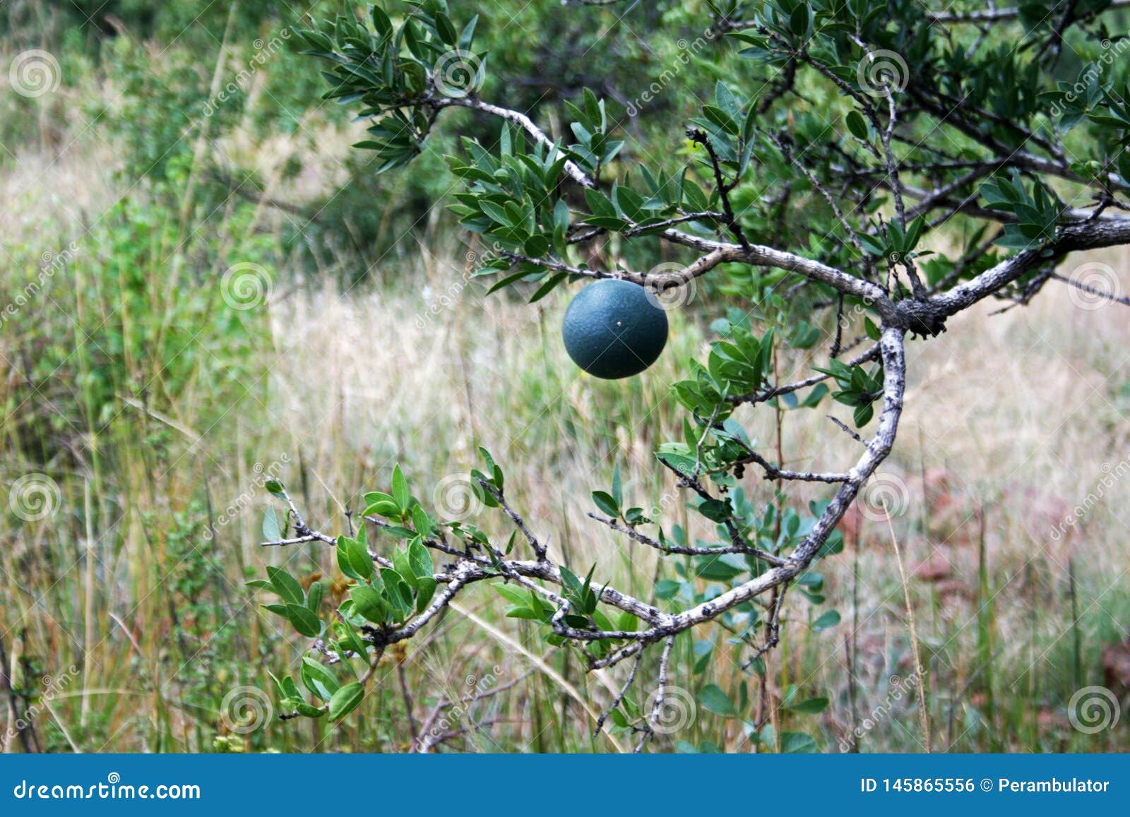 ROUND GREEN KLAPPER FRUIT stock photo. Image of plant - 145865556