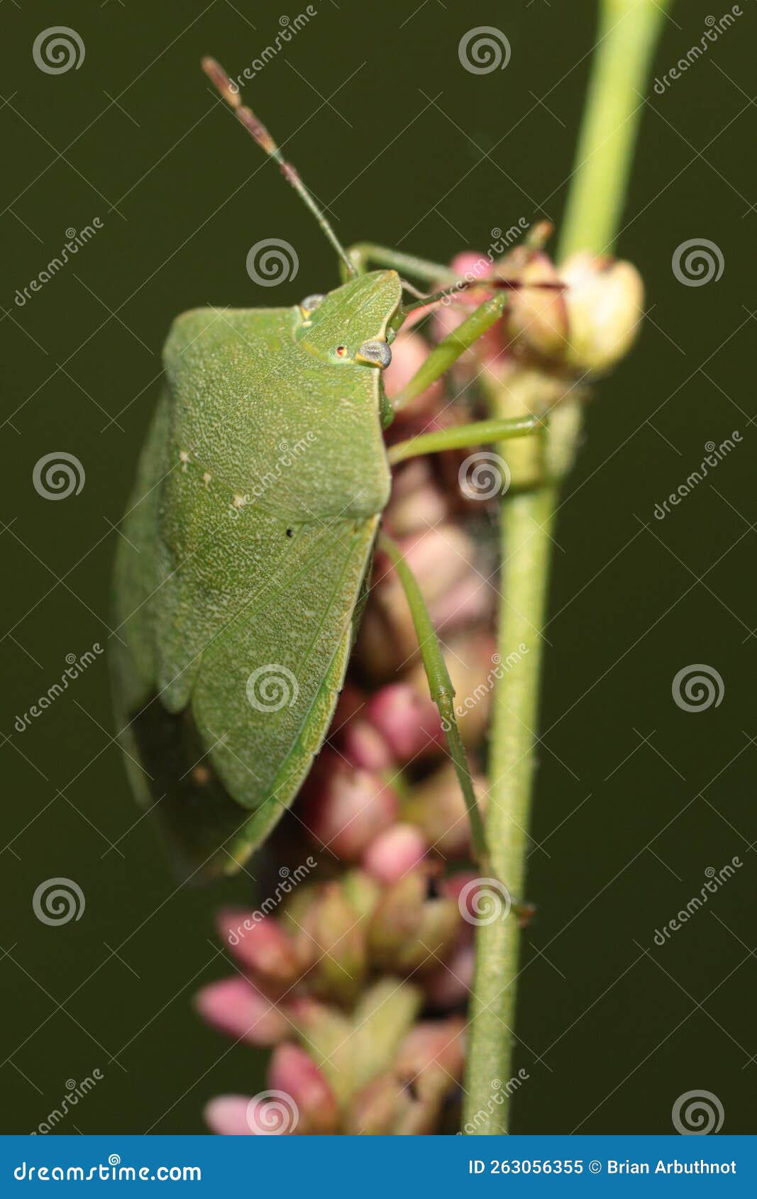 A Green Shield Bug on a Flower Bud. Stock Image - Image of spider, leaf ...