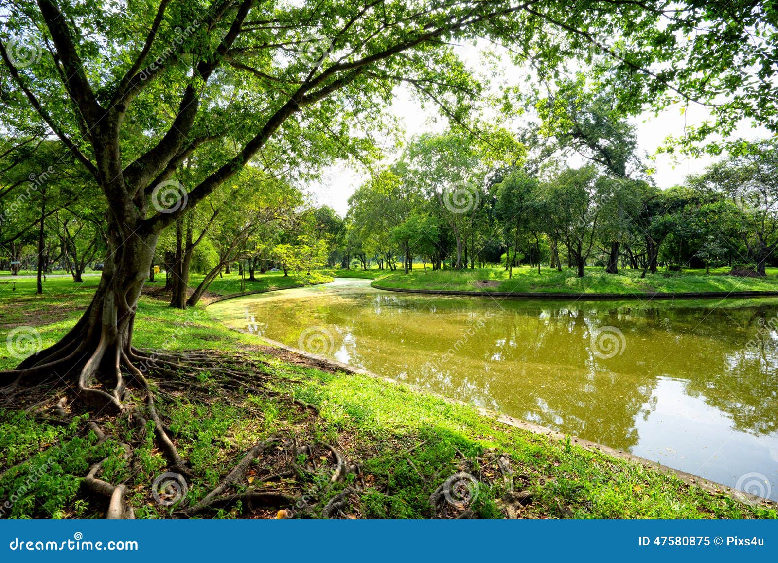 View of Green Trees in the Park Stock Image - Image of outdoors, season ...