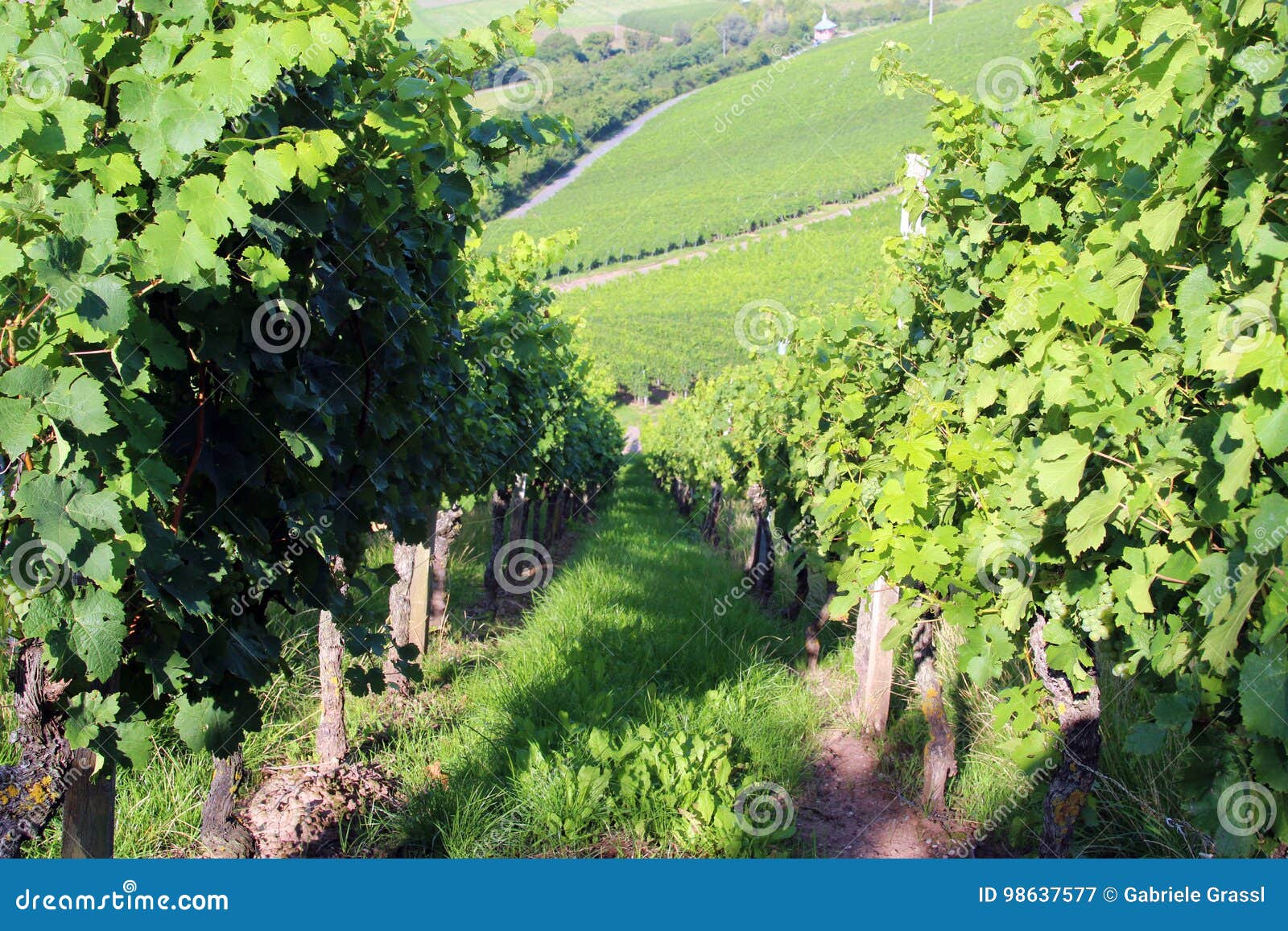 View into a Green Vineyard on a Hill Stock Image - Image of plants ...