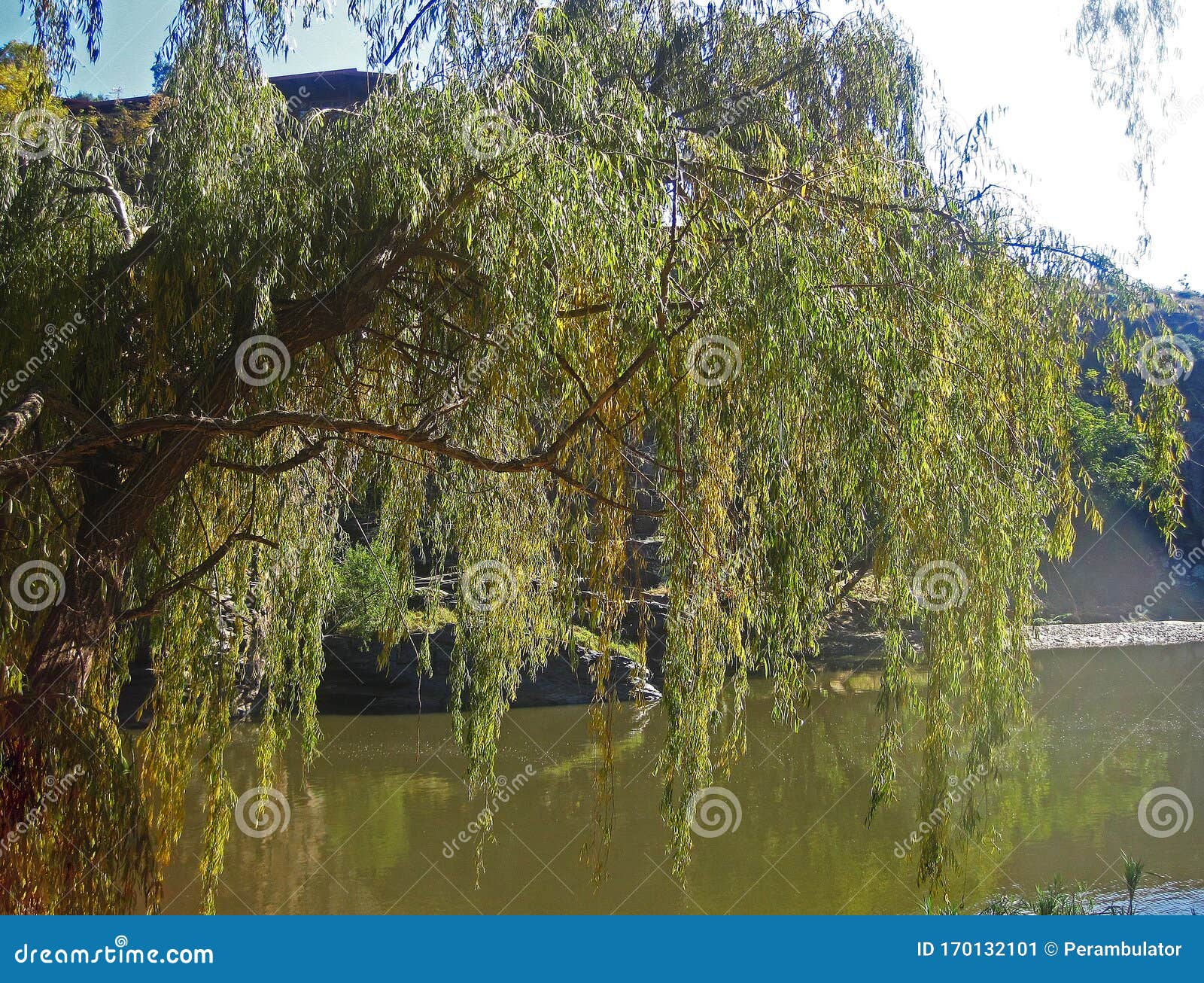 WEEPING WILLOW OVER a RIVER Stock Image - Image of leaves, outdoors ...